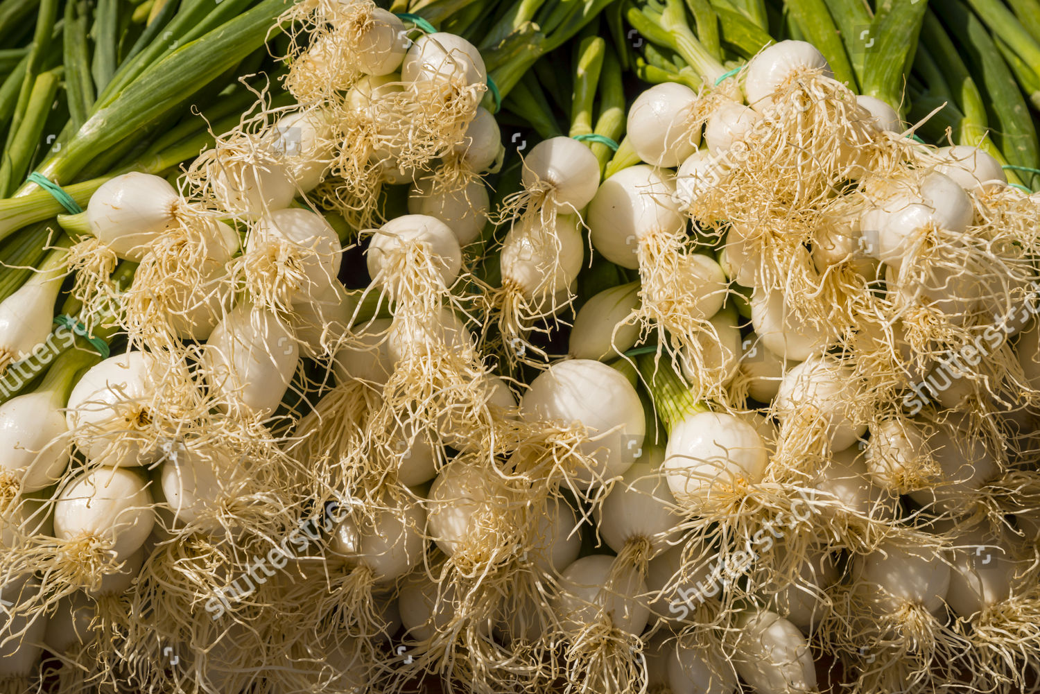 Freshly Harvested Welsh Onions Allium Fistulosum Editorial Stock Photo ...