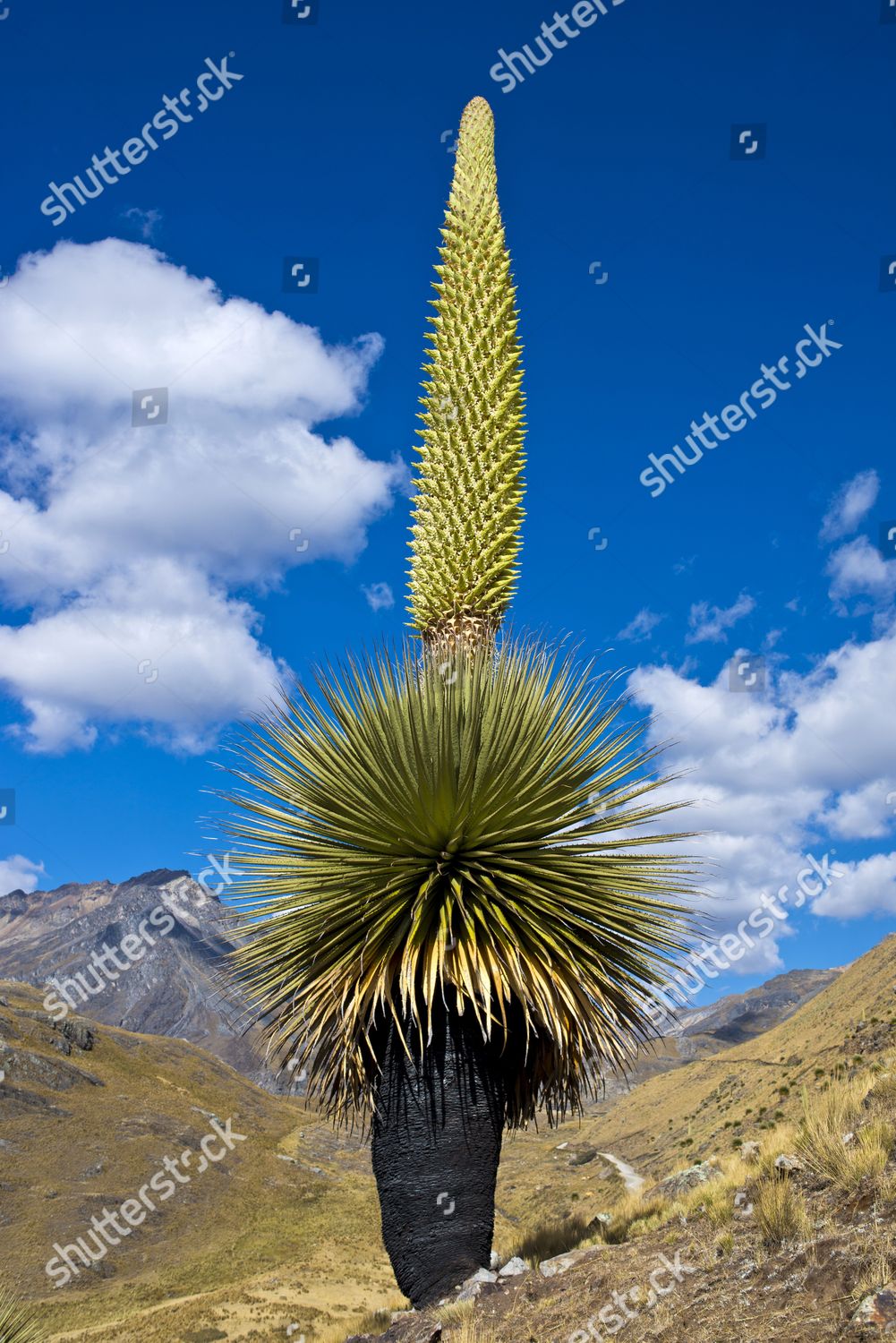 Queen Andes Puya Raimondii Inflorescences About Editorial Stock Photo ...