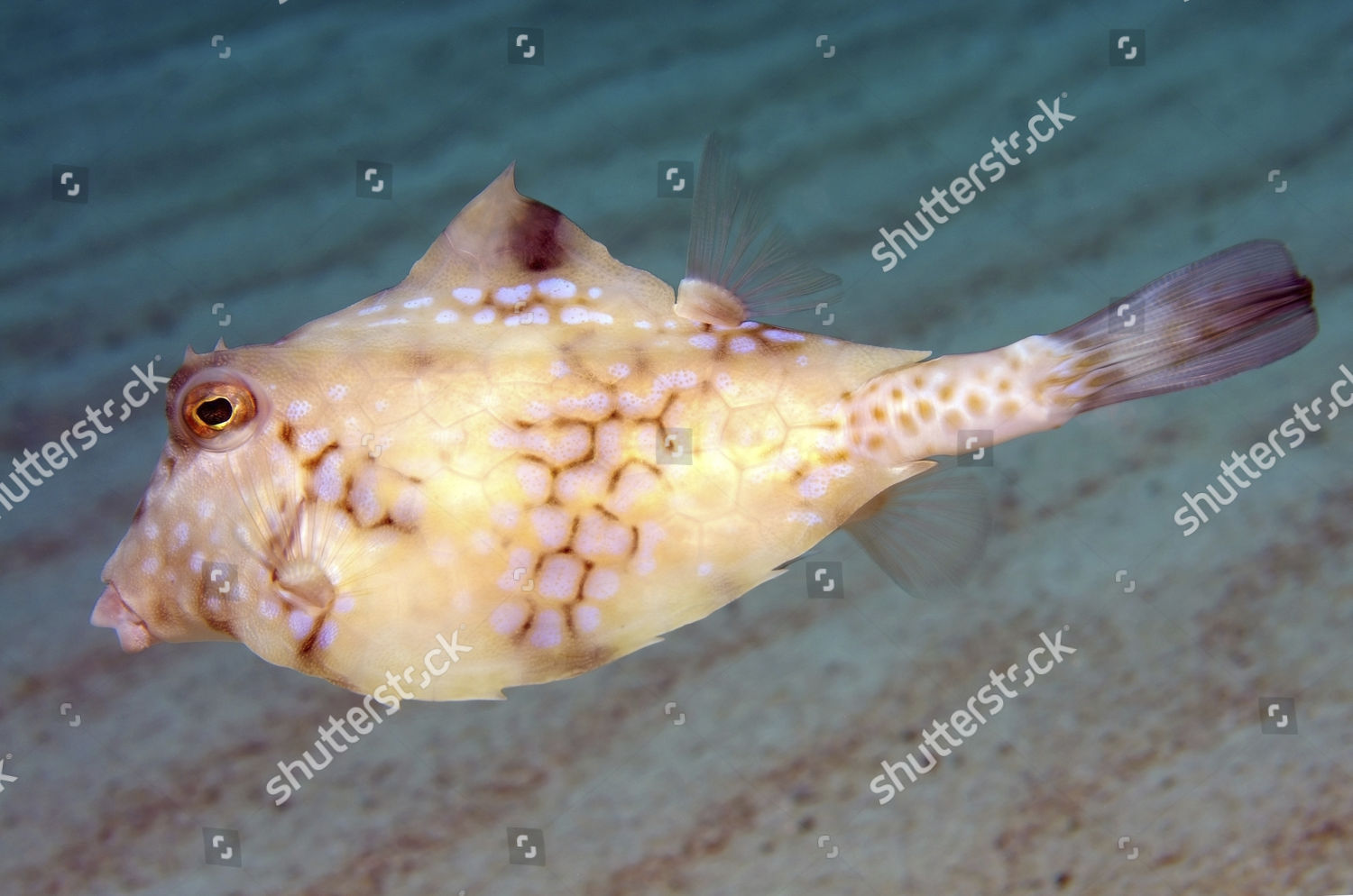 Cowfish Acanthostracion Sp Red Sea Egypt Editorial Stock Photo - Stock ...