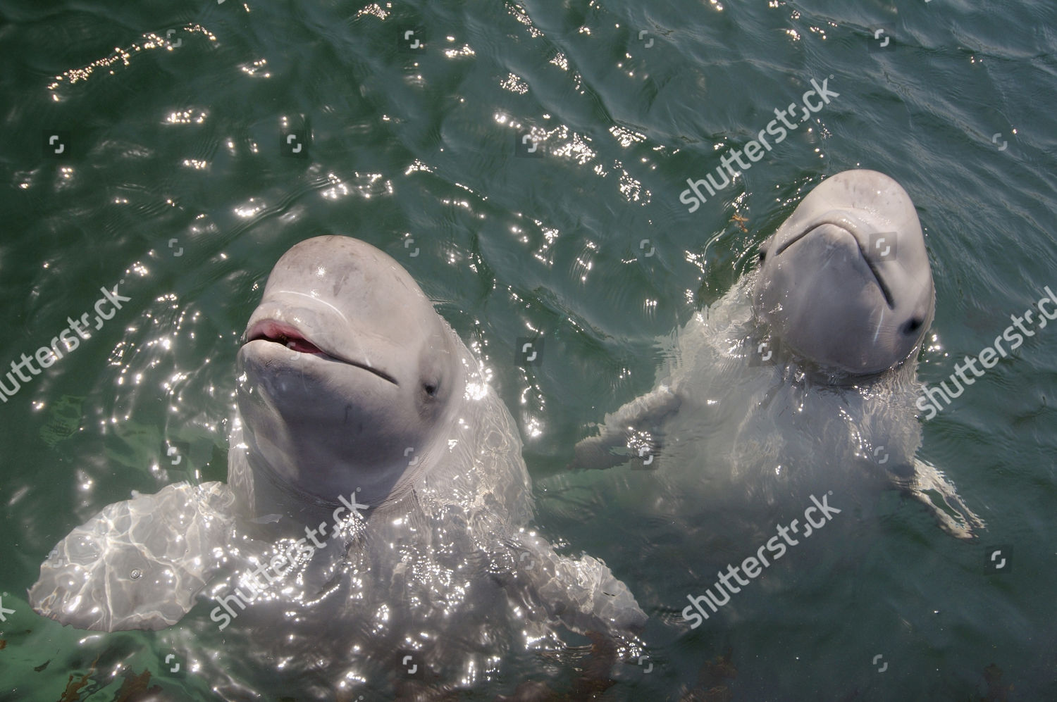 Two Young Beluga Whales White Whales Editorial Stock Photo - Stock ...