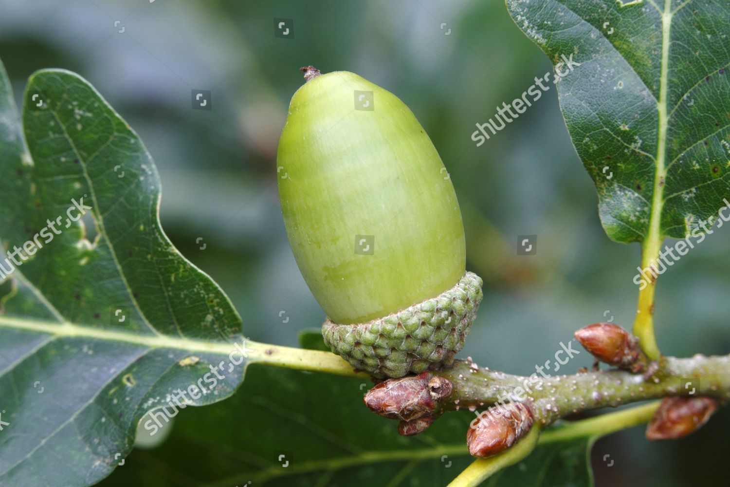 Sessile Durmast Oak Quercus Petraea Quercus Editorial Stock Photo ...