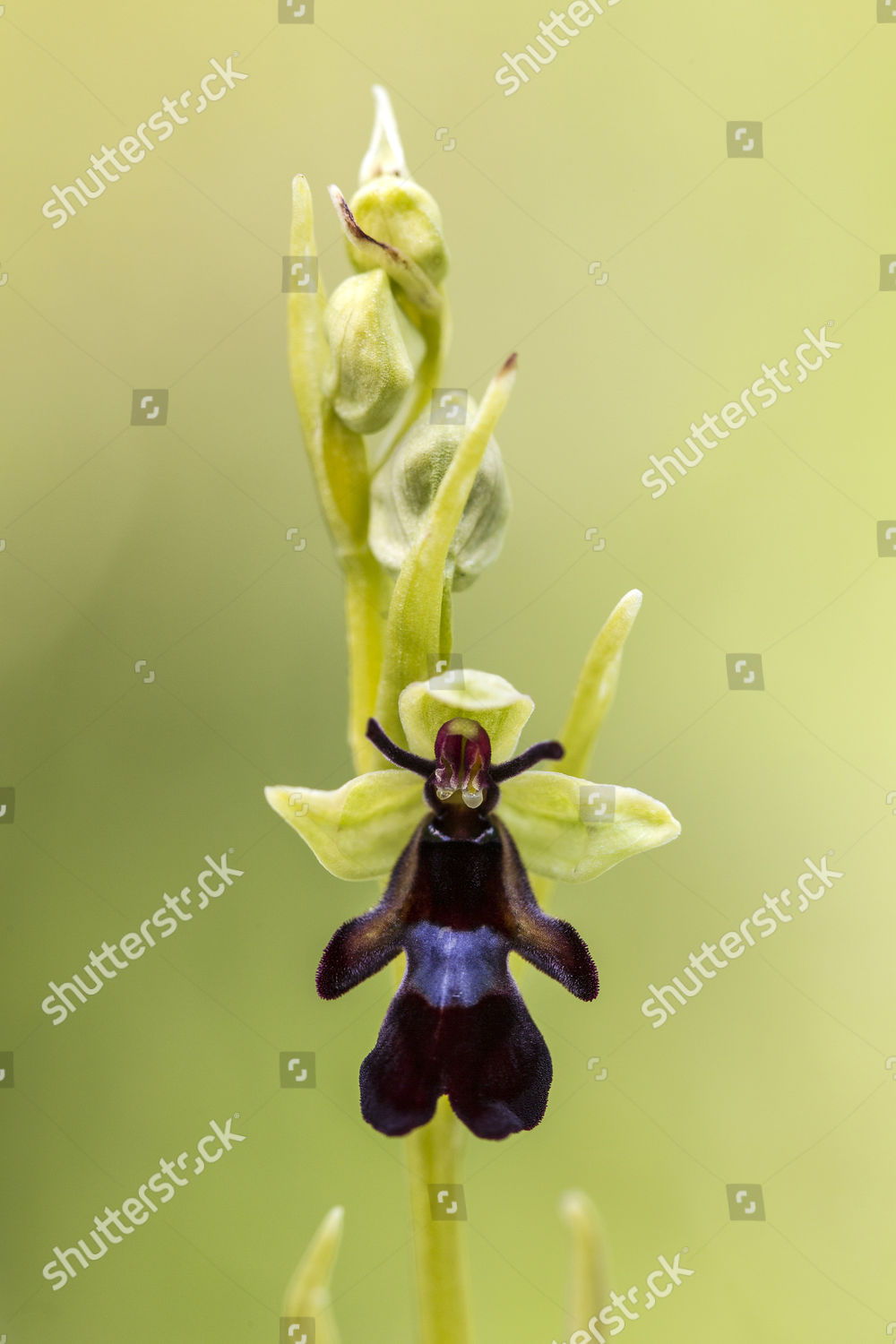 Fly Orchid Ophrys Insectifera Flowering Eifel Editorial Stock Photo ...