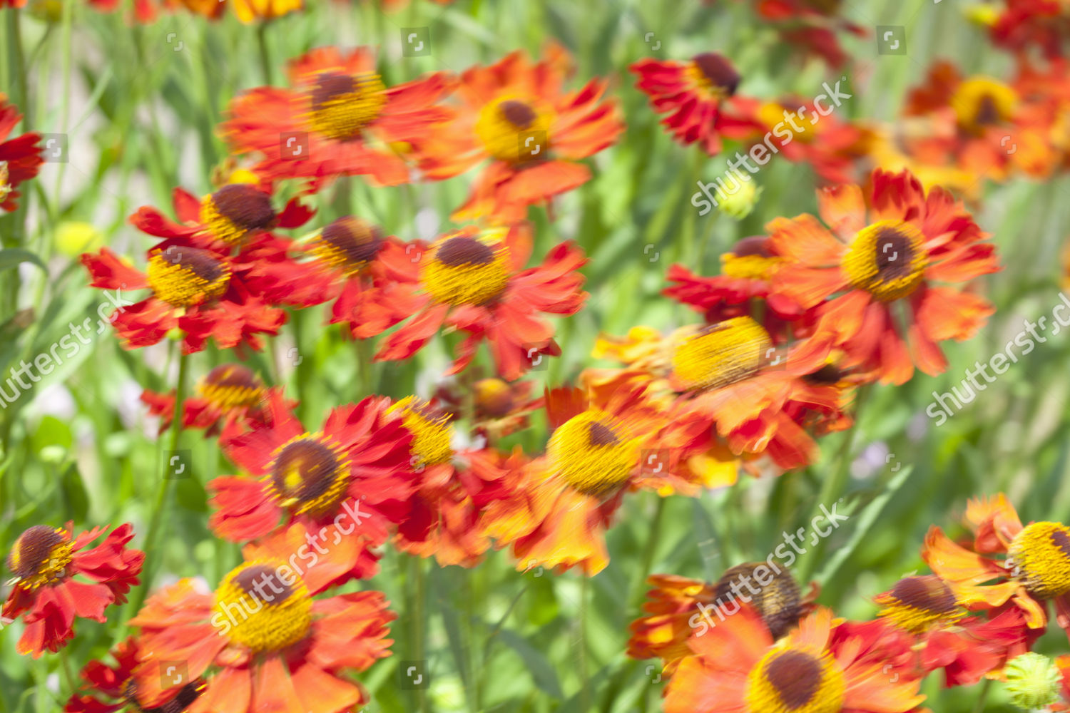 Common Sneezeweed Largeflowered Sneezeweed Helenium Autumnale Editorial ...