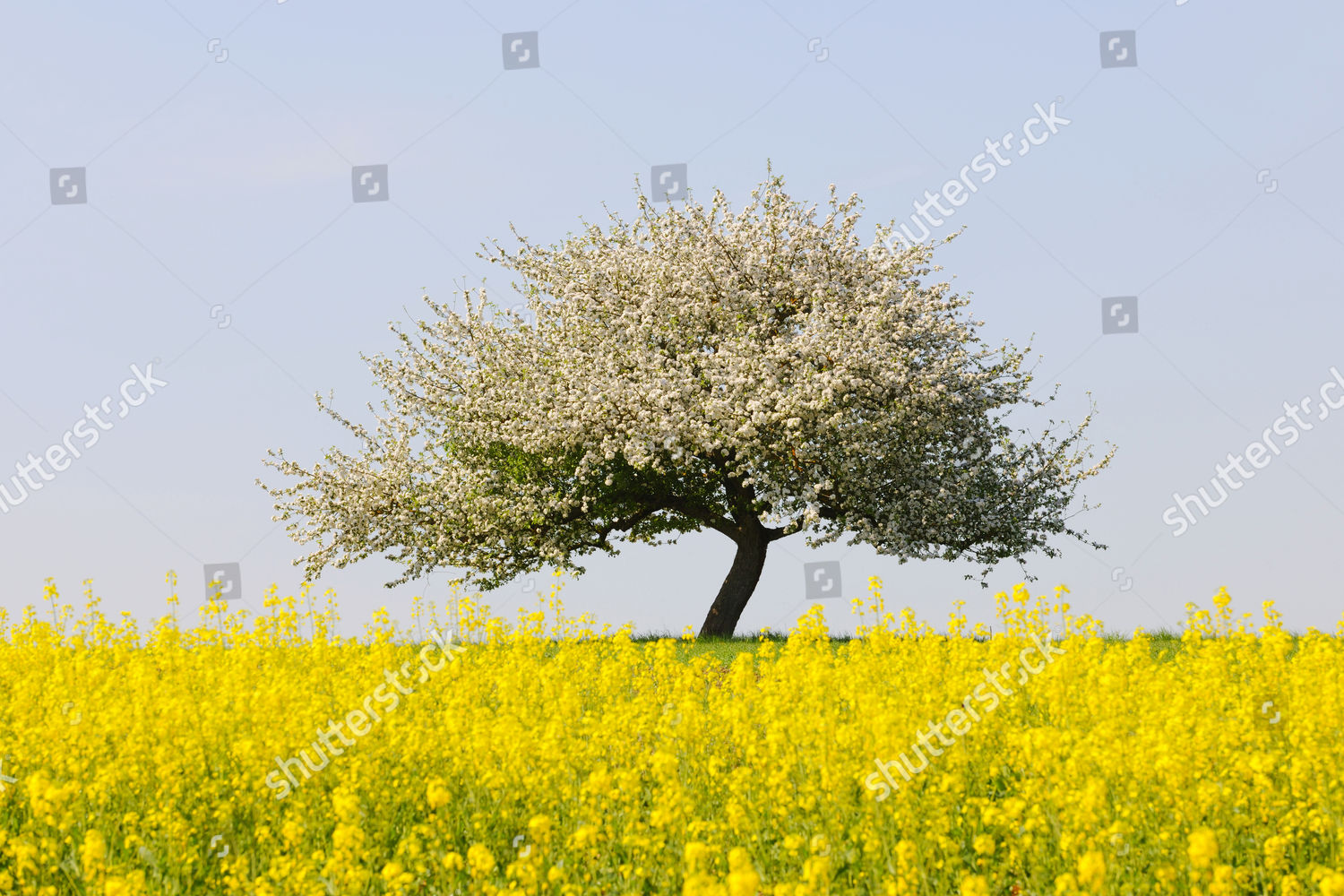 Blooming Apple Tree Rape Field Lower Editorial Stock Photo - Stock ...