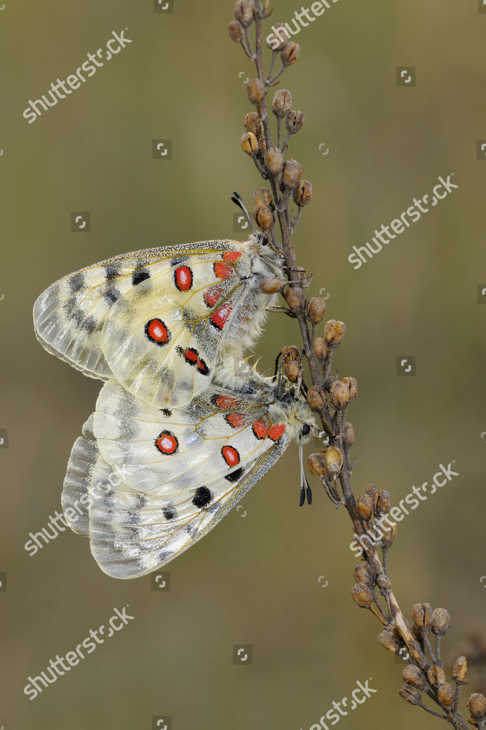 Apollo Butterflies Parnassius Apollo Two Butterflies Editorial Stock ...