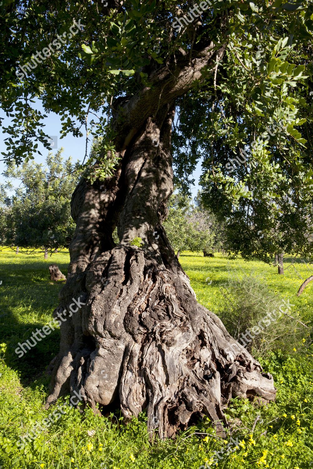 Old Evergreen Oak Quercus Ilex On Editorial Stock Photo - Stock Image ...