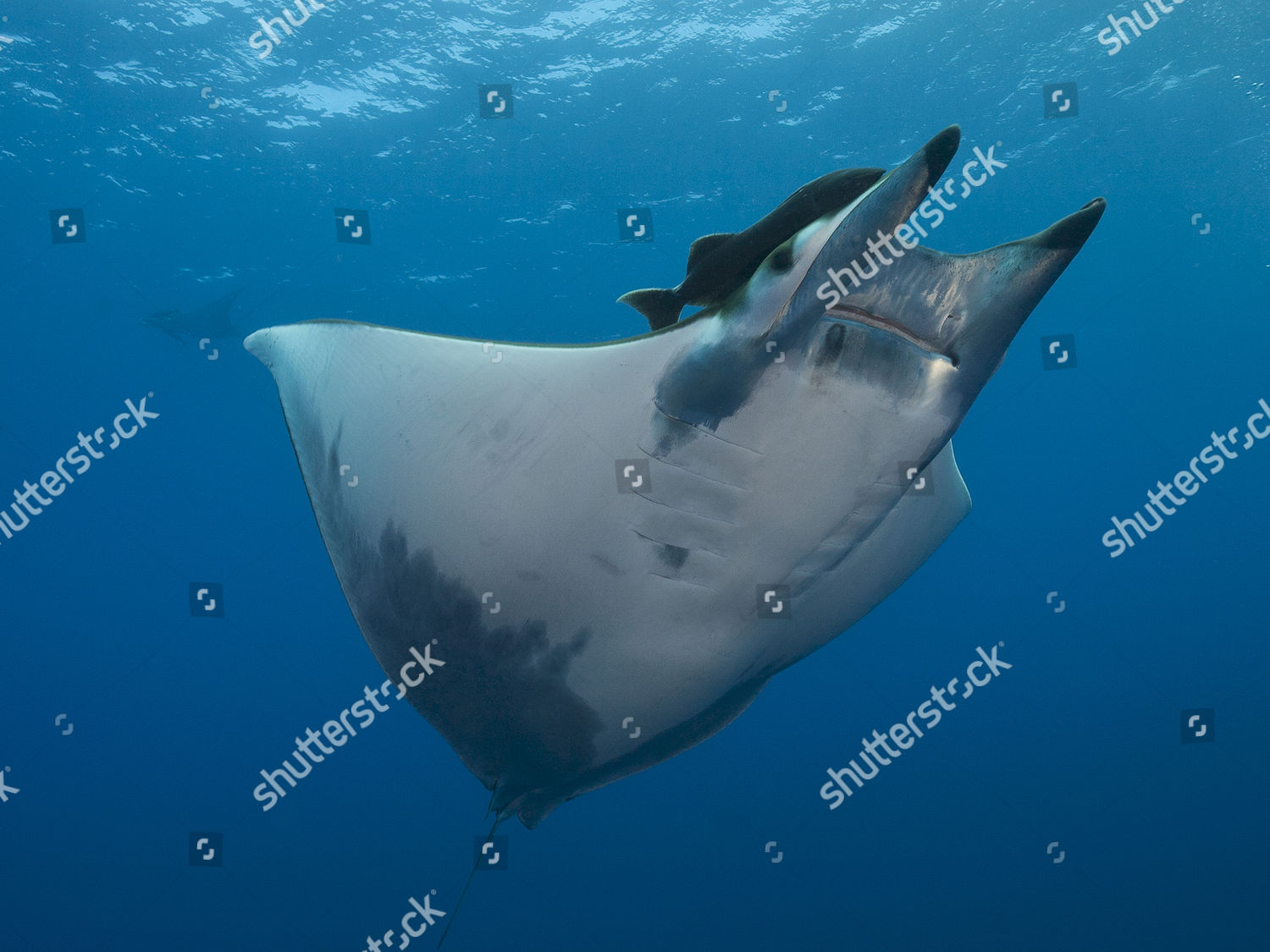 Sicklefin Devil Ray Box Ray Mobula Editorial Stock Photo - Stock Image ...