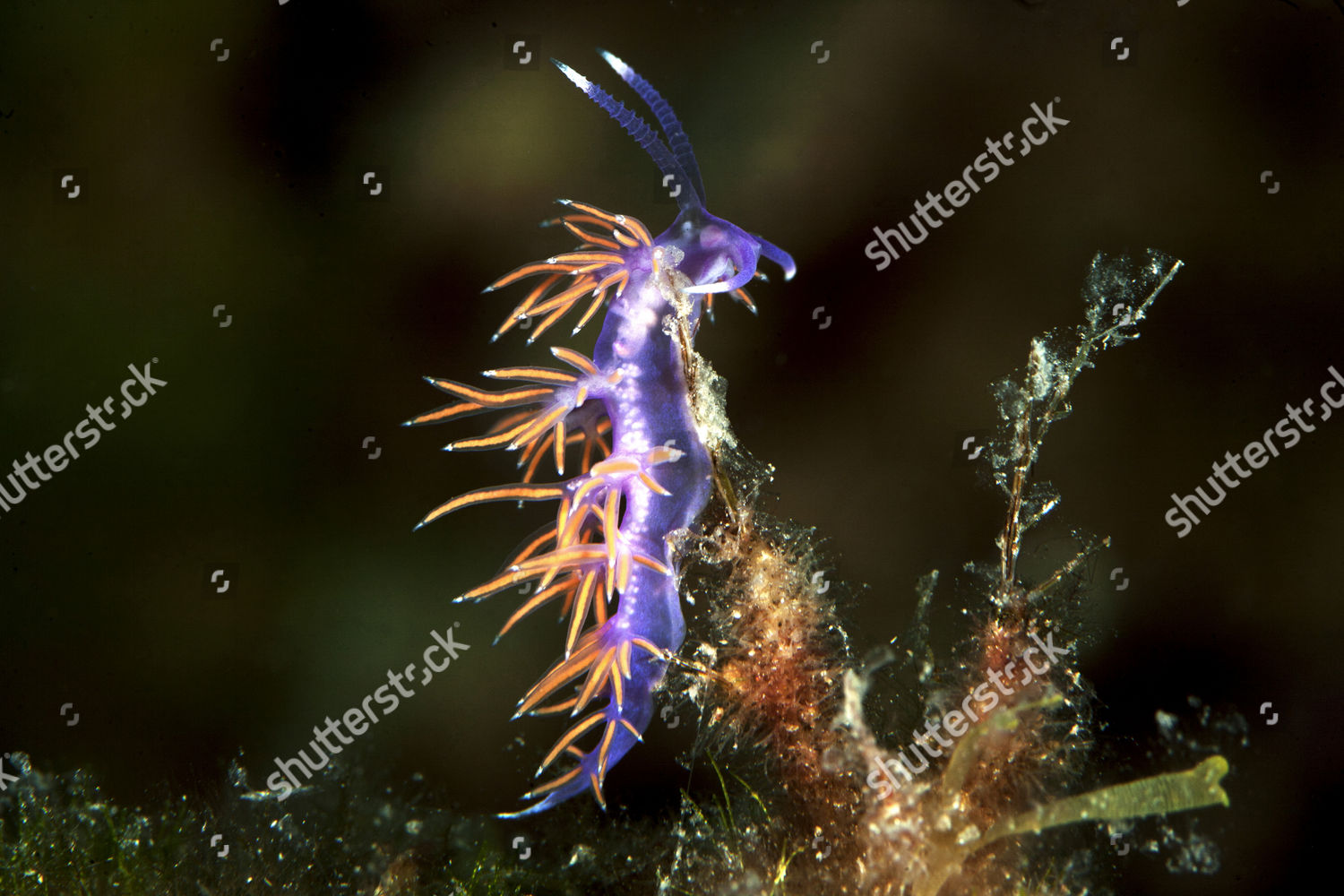 Violette Sea Slug Flabellina Affinis Mediterranean Editorial Stock ...