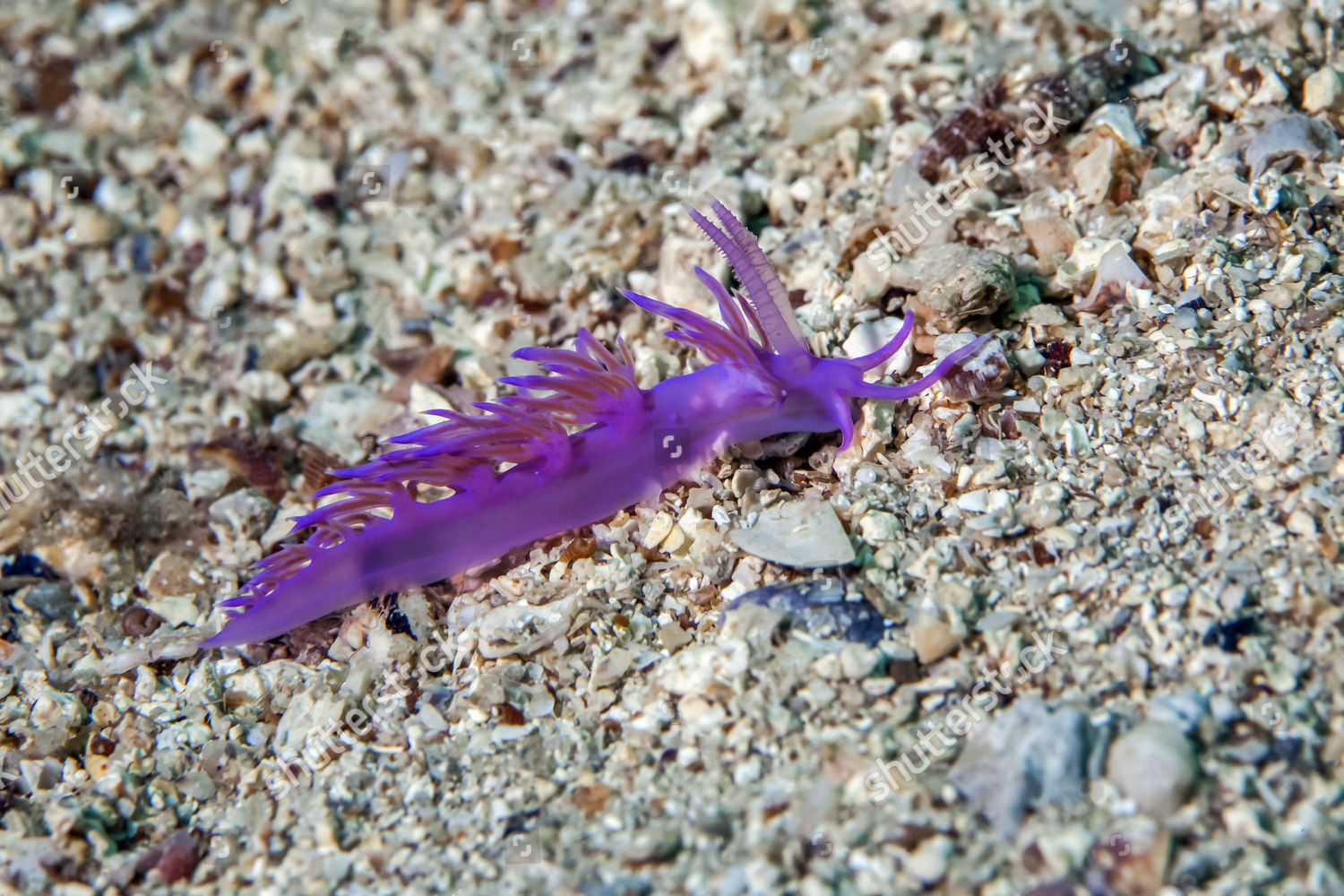 Violette Sea Slug Flabellina Affinis Mediterranean Editorial Stock ...