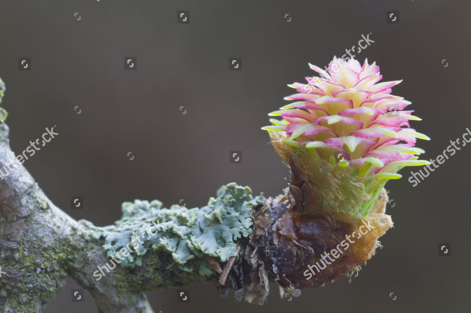 Female Flower Larch Larix Decidua Editorial Stock Photo - Stock Image ...