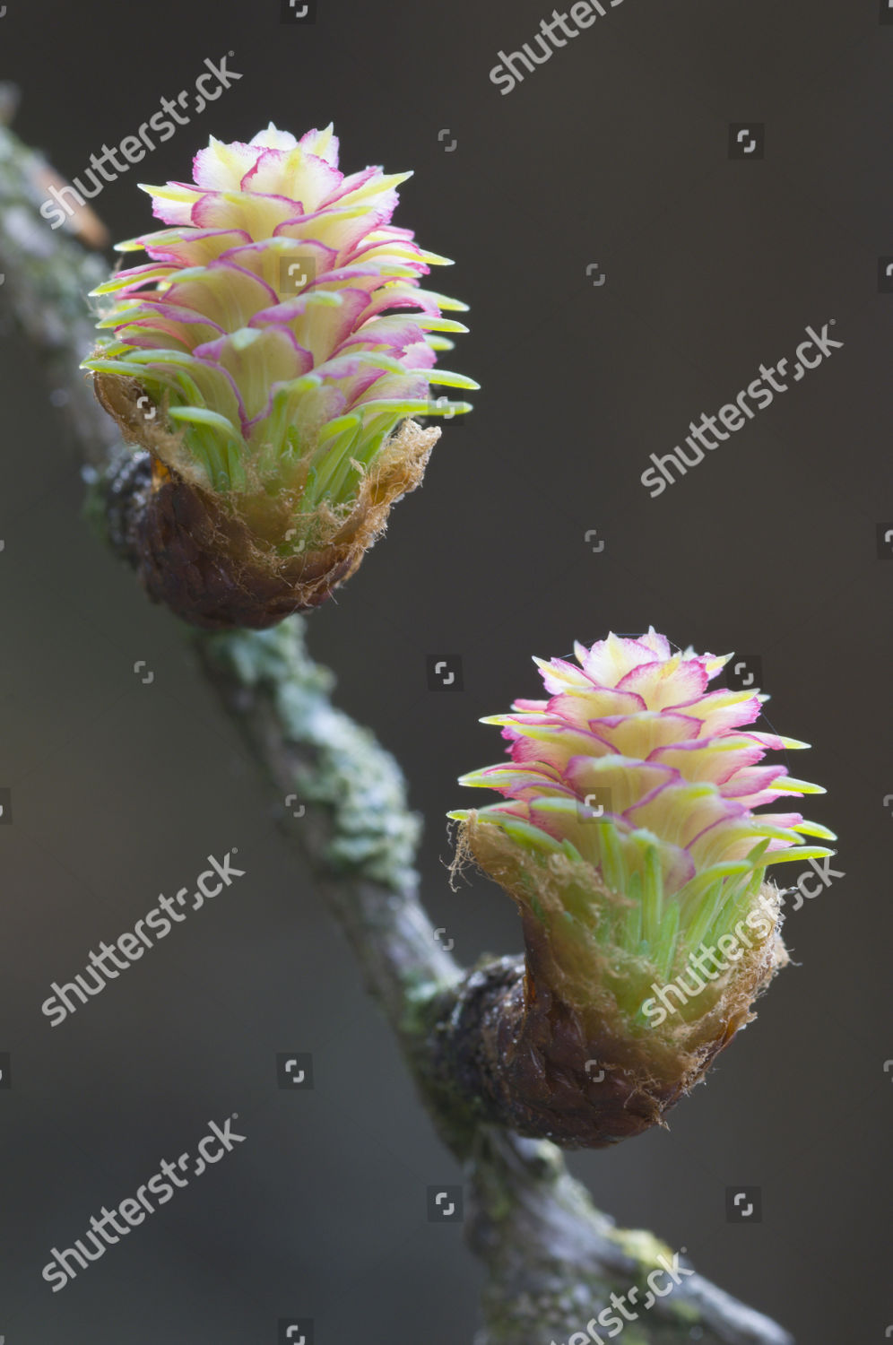 Female Flowers Larch Larix Decidua Editorial Stock Photo - Stock Image ...