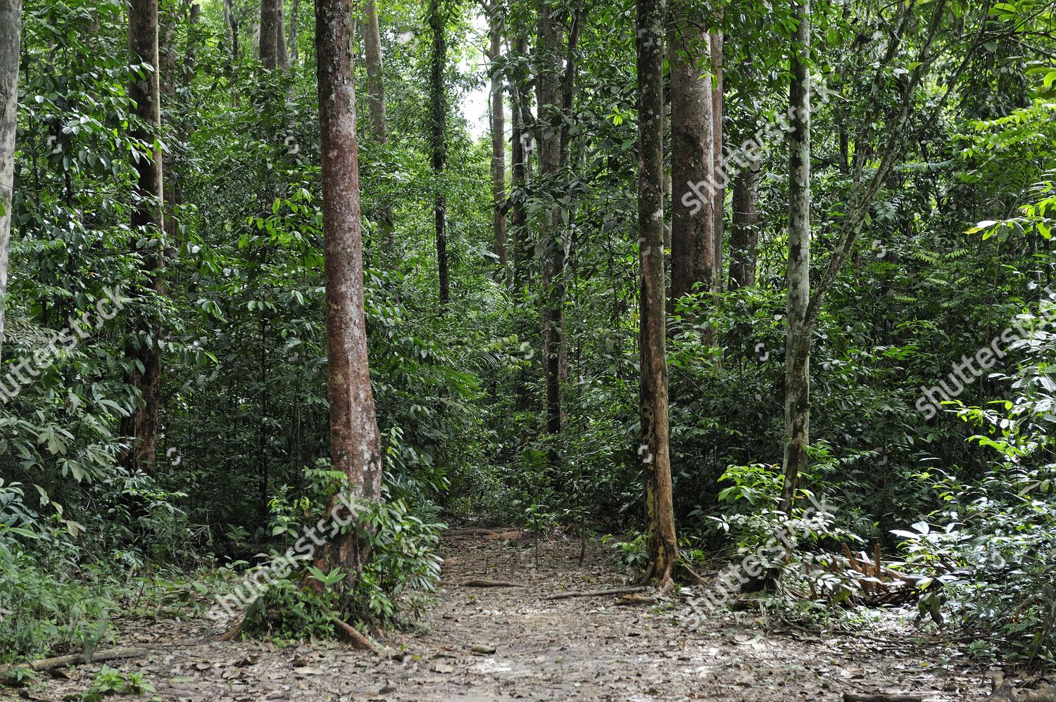 Amazon Rainforest Belem State Para Brazil Editorial Stock Photo - Stock ...