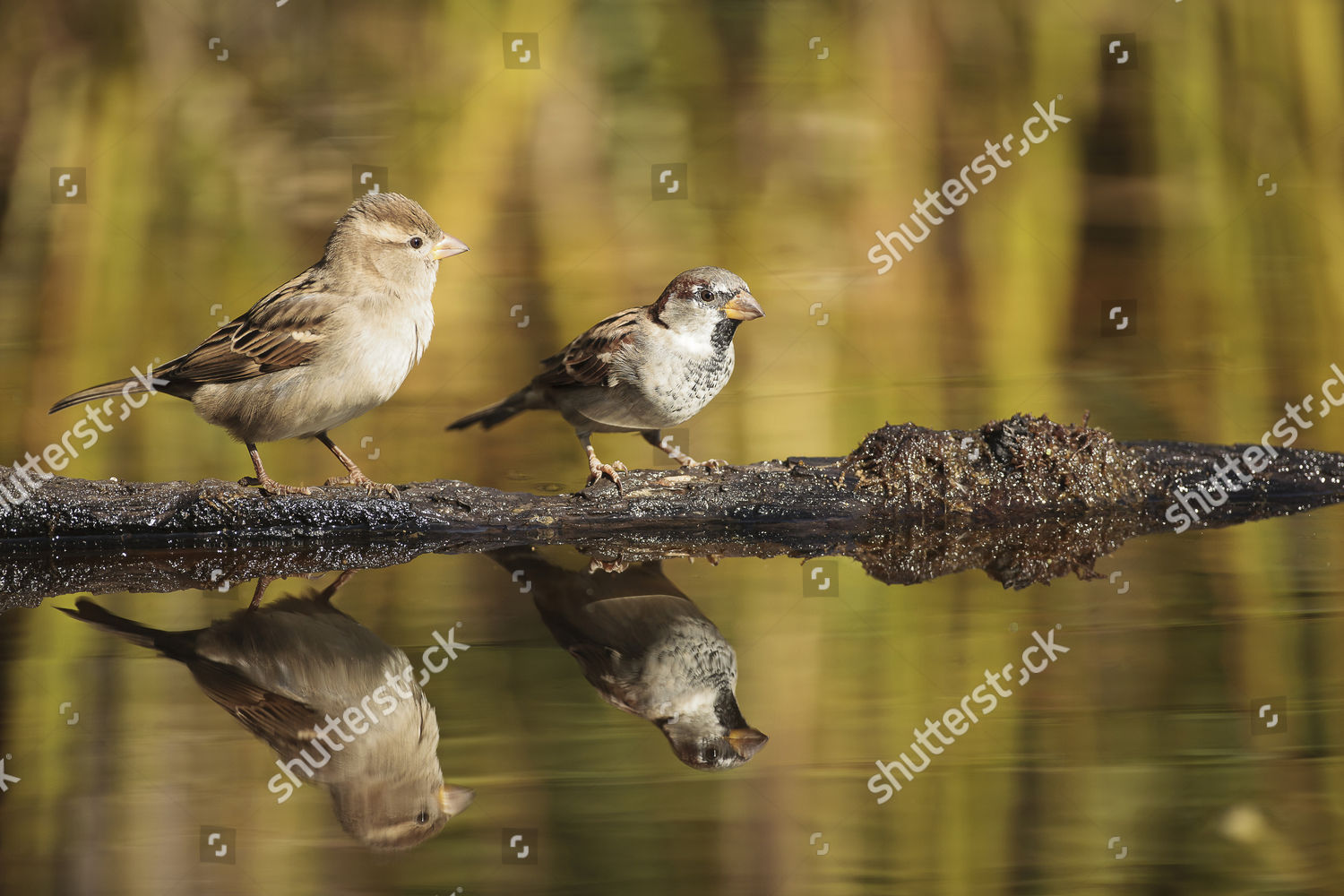 Two House Sparrows Passer Domesticus On Editorial Stock Photo - Stock ...