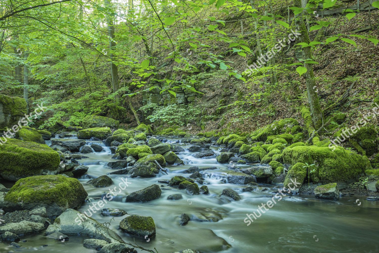 Holzbach Brook Holzbachschlucht Westerwald Hesse Germany Editorial ...