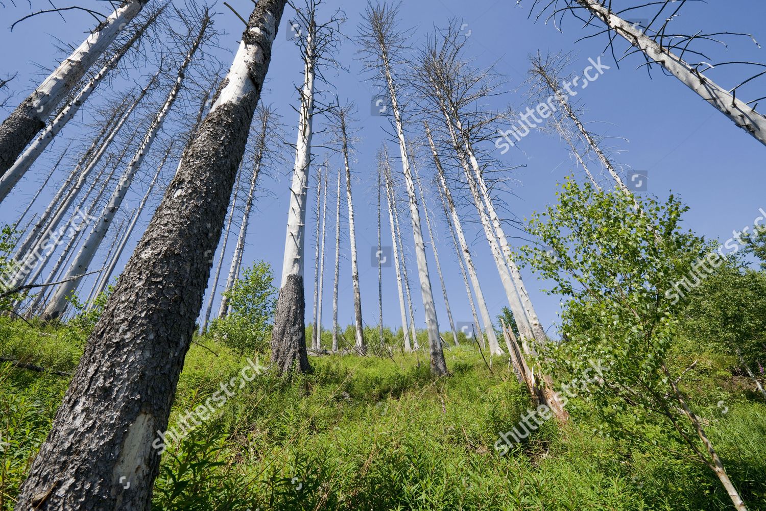 Dead Spruce Trees Picea Abies After Editorial Stock Photo - Stock Image ...
