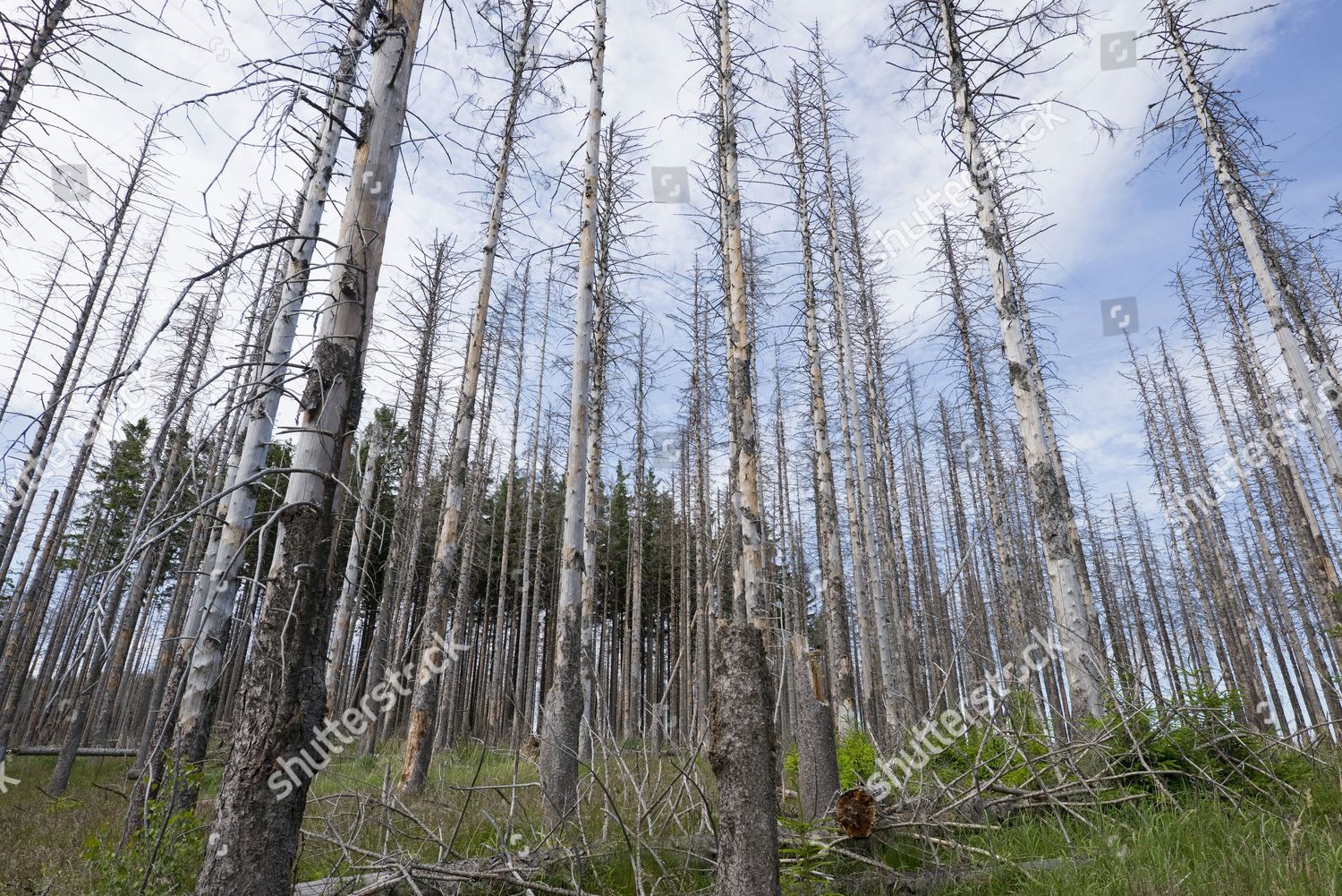 Dead Spruce Trees Picea Abies After Editorial Stock Photo - Stock Image ...
