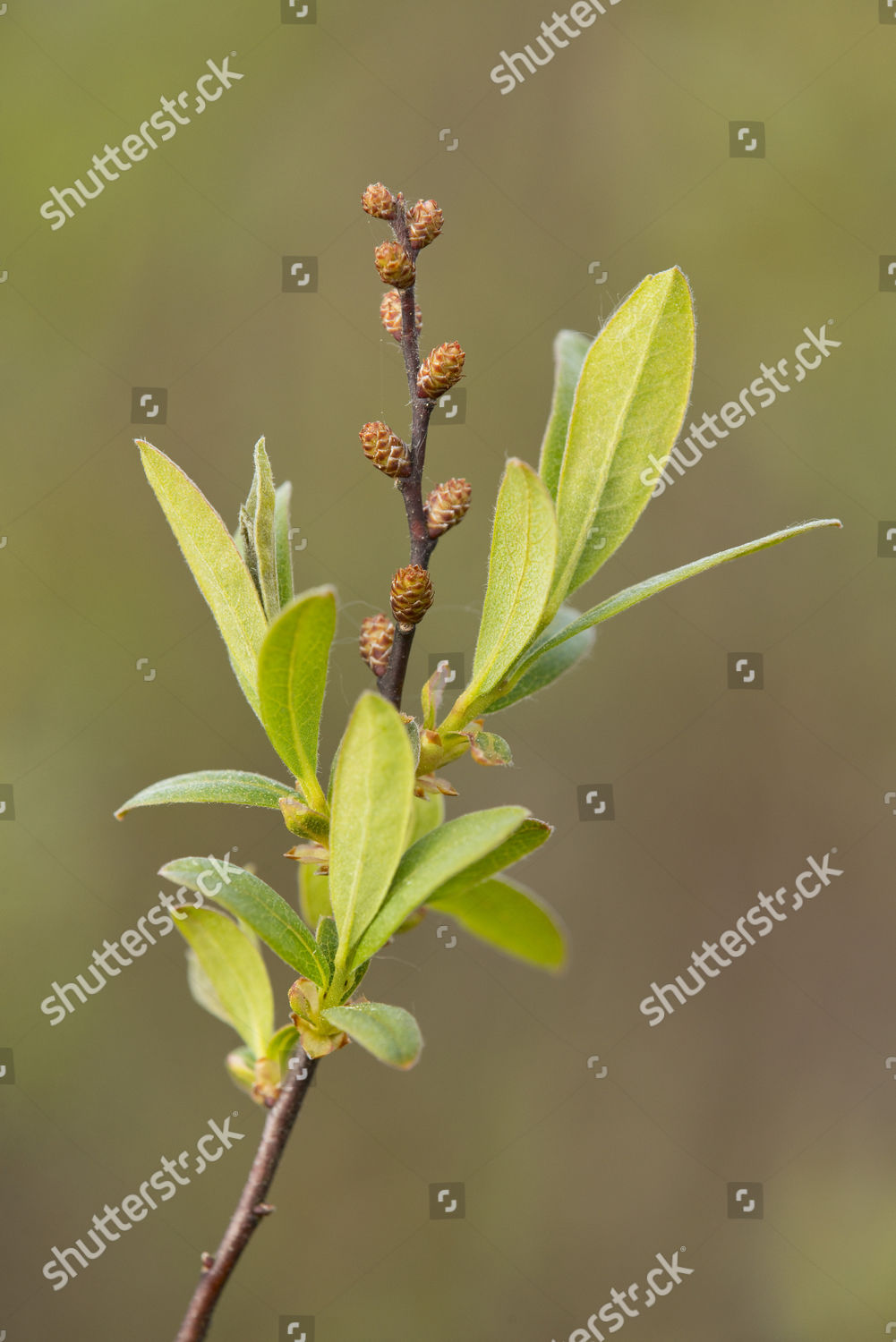 Bog Myrtle Sweet Gale Myrica Gale Editorial Stock Photo - Stock Image ...