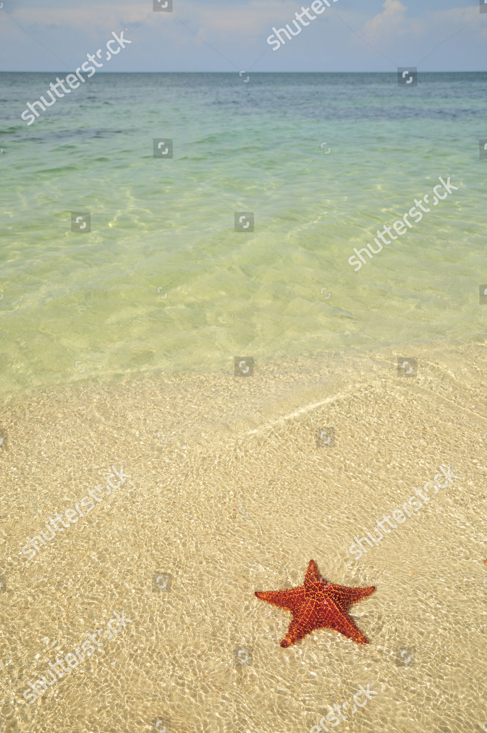 Red Cushion Sea Star Oreaster Reticulatus Editorial Stock Photo - Stock ...
