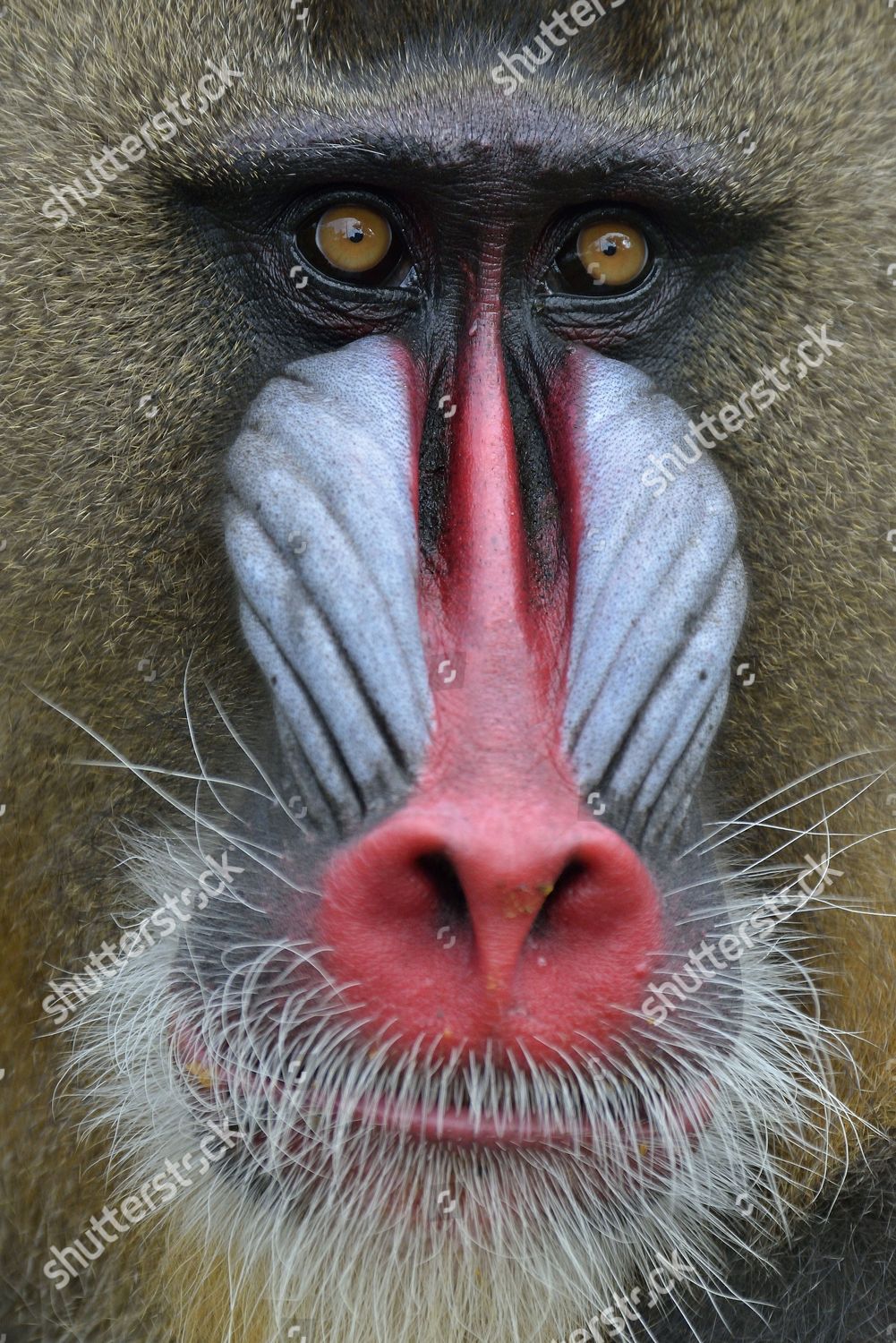 Mandrill Mandrillus Sphinx Male Animal Portrait Editorial Stock Photo ...
