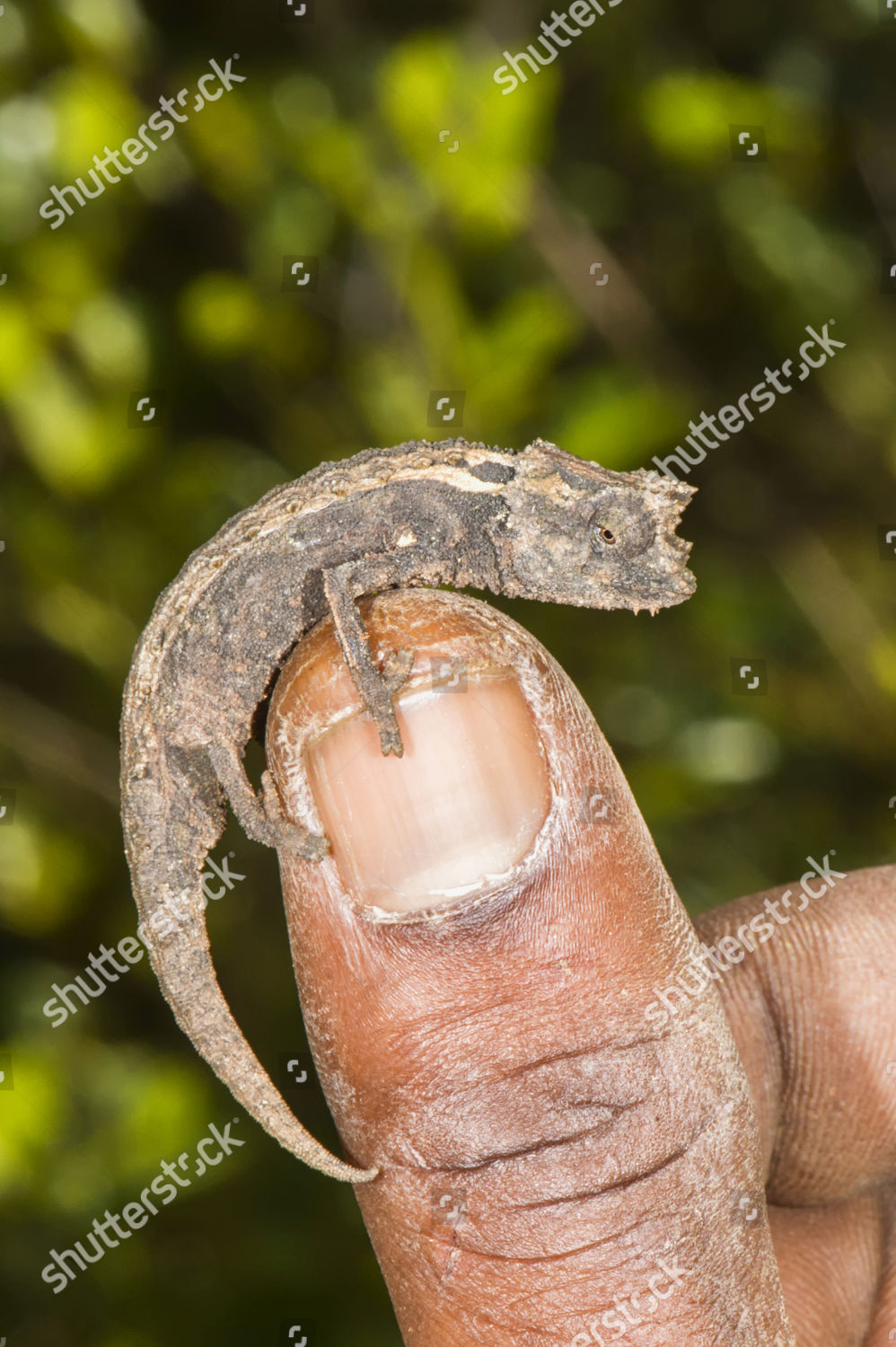 Madagascan Dwarf Chameleon Brookesia Minima Madagascar Editorial Stock ...