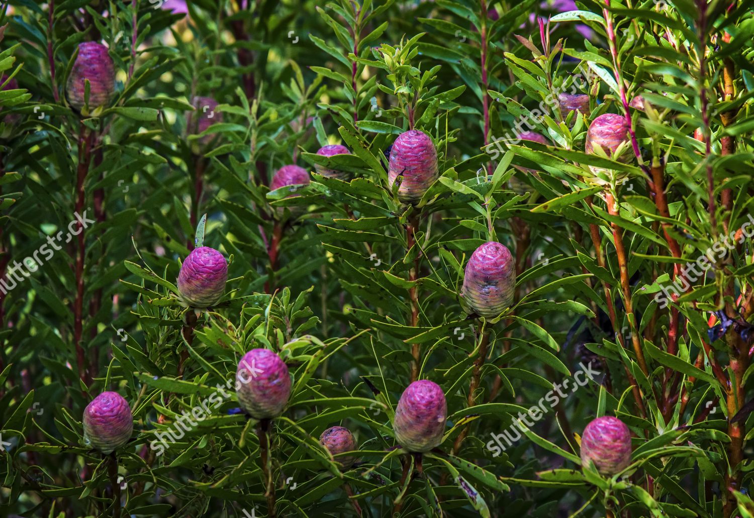 Protea Sugarbush Protea Spp Buds Western Editorial Stock Photo - Stock ...