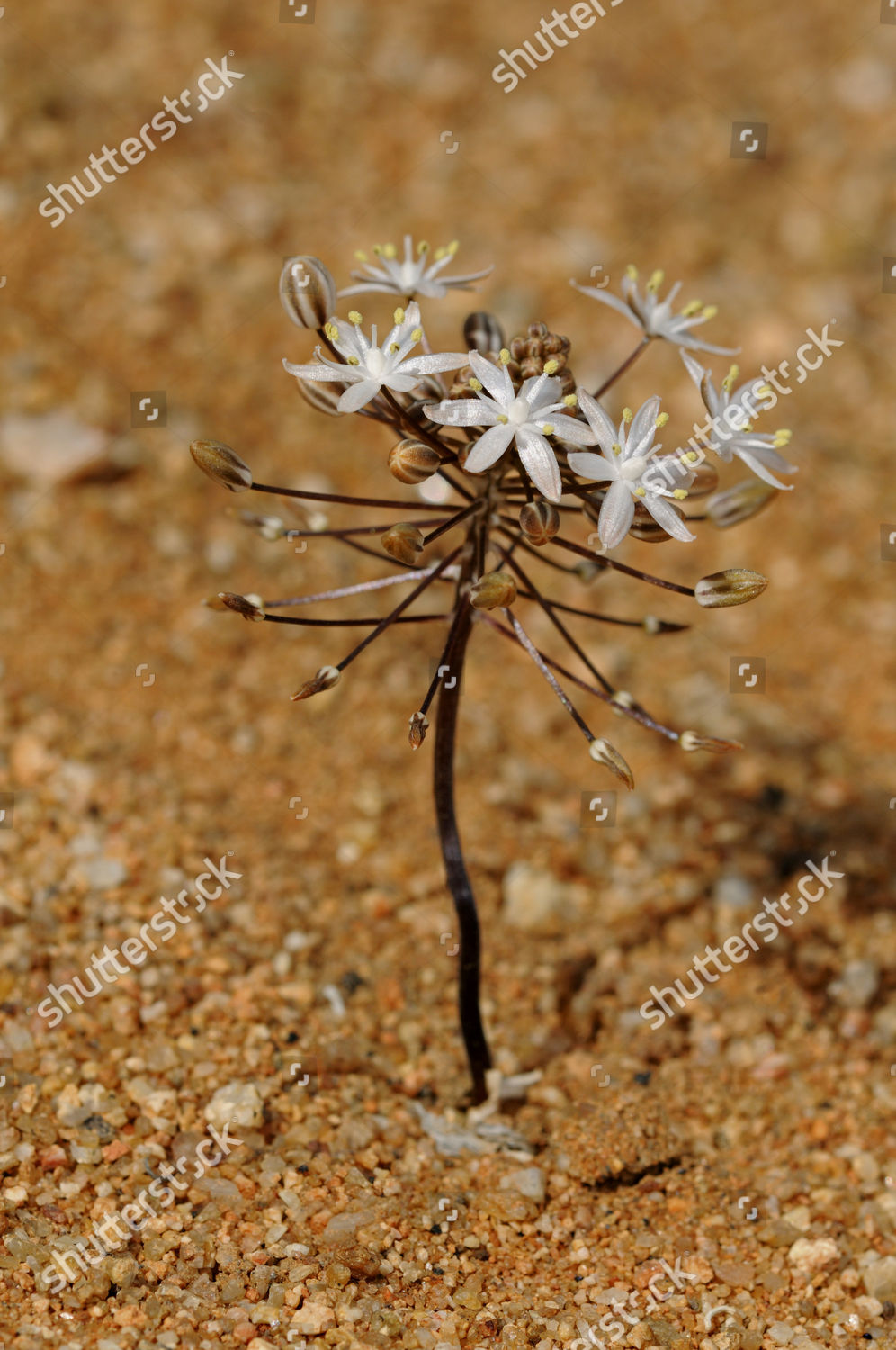 Blue Star Squill Scilla Sp Goegap Editorial Stock Photo - Stock Image ...