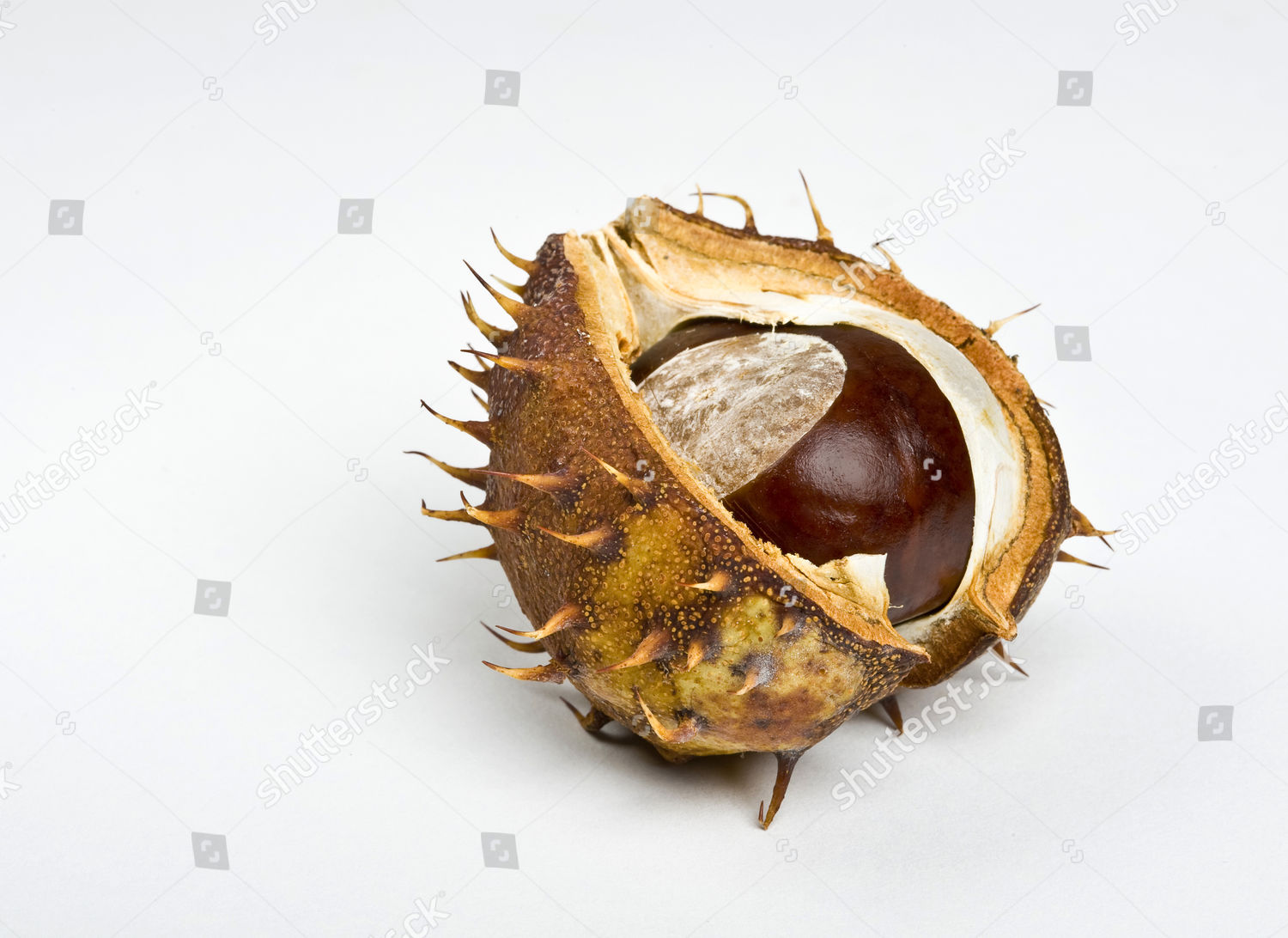 Chestnut Cupule Editorial Stock Photo - Stock Image | Shutterstock