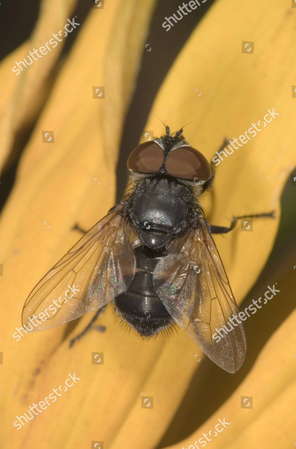 Parasitc Fly Elomya Lateralis On Petal Editorial Stock Photo - Stock ...