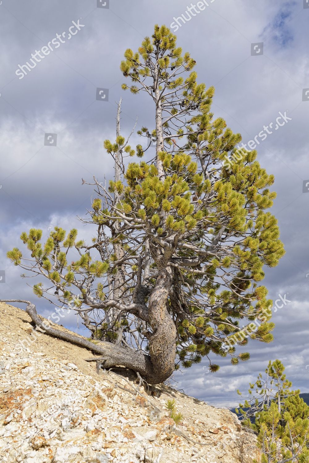Lodgepole Pine Shore Pine Pinus Contorta Editorial Stock Photo - Stock ...