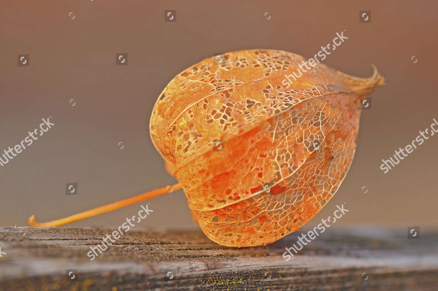 Physalis Cape Gooseberry Inca Aztec Berry Editorial Stock Photo - Stock ...