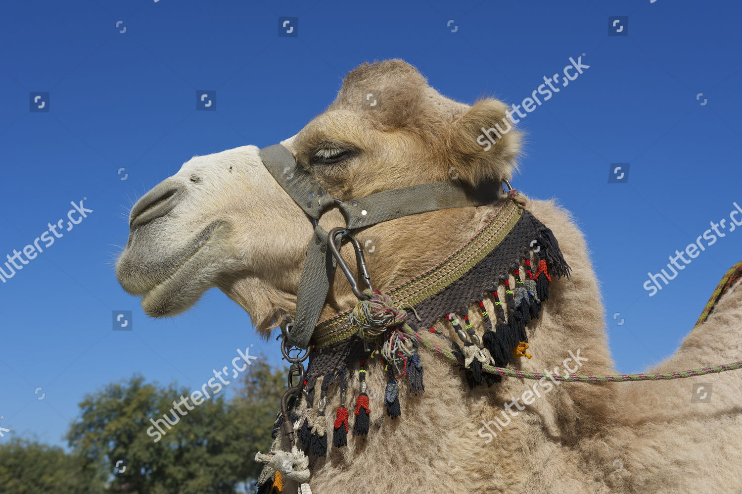 Camel Bridle Bukhara Uzbekistan Editorial Stock Photo - Stock Image ...