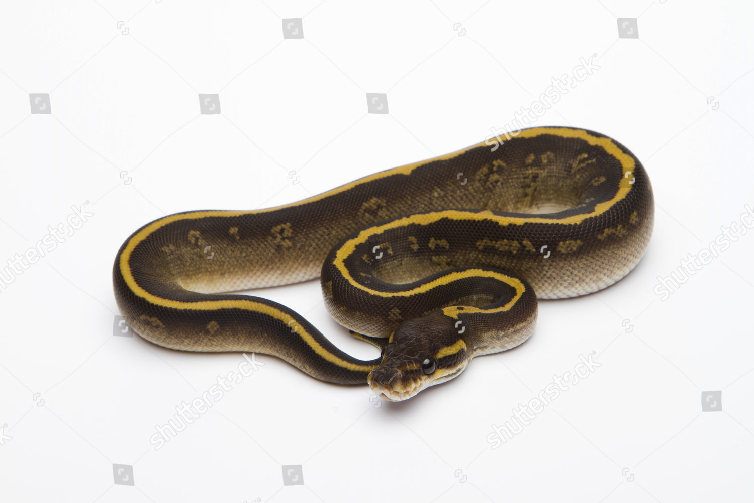 Mojave Granite Ball Python Royal Python Editorial Stock Photo - Stock ...
