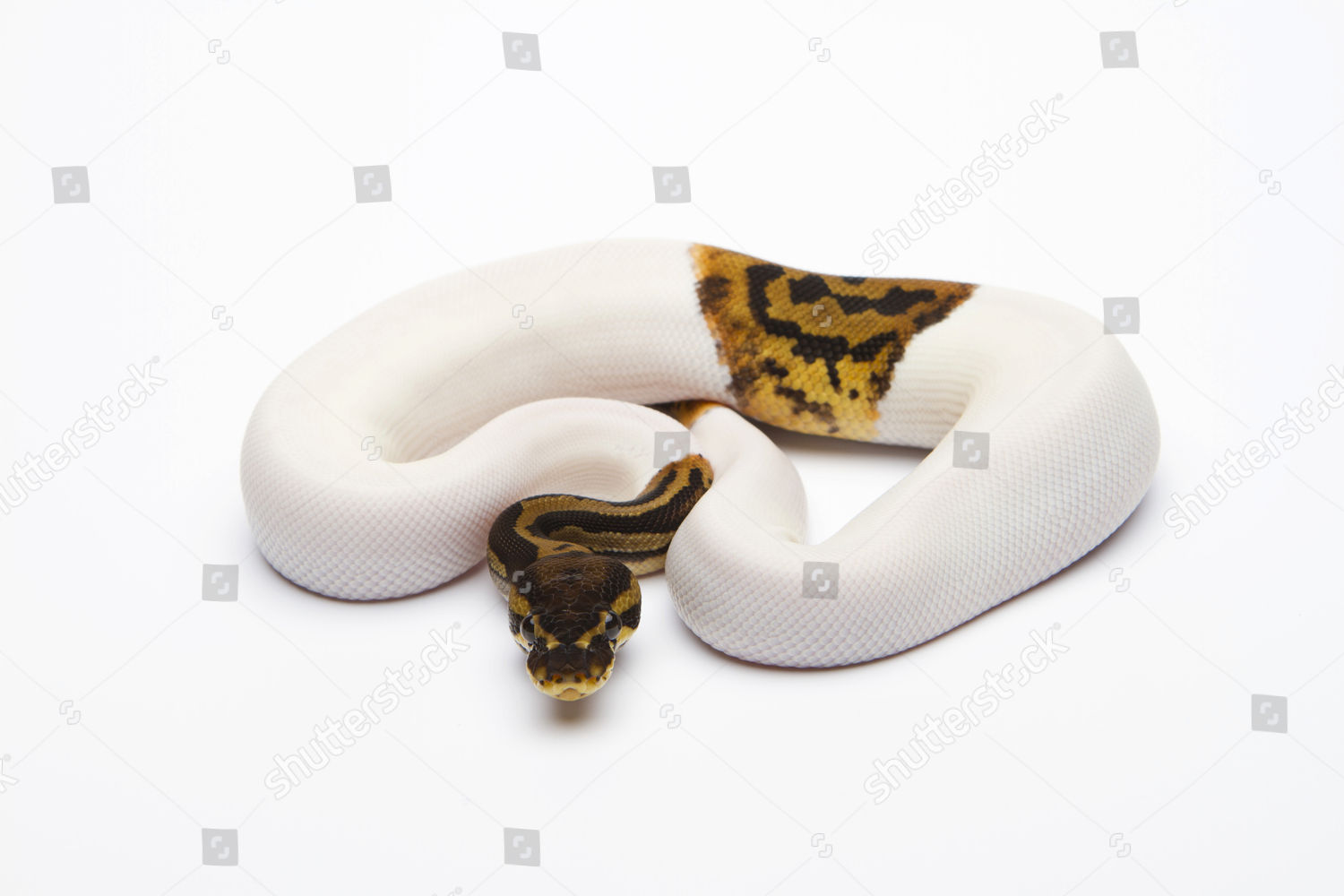 Leopard Piebald Ball Python Royal Python Editorial Stock Photo - Stock ...