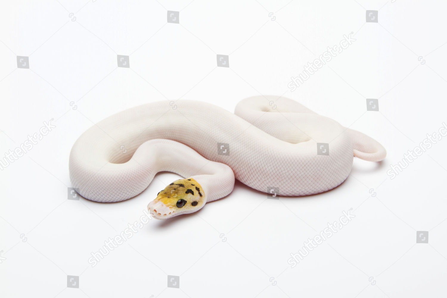 Bumble Bee Piebald Ball Python Royal Editorial Stock Photo - Stock ...