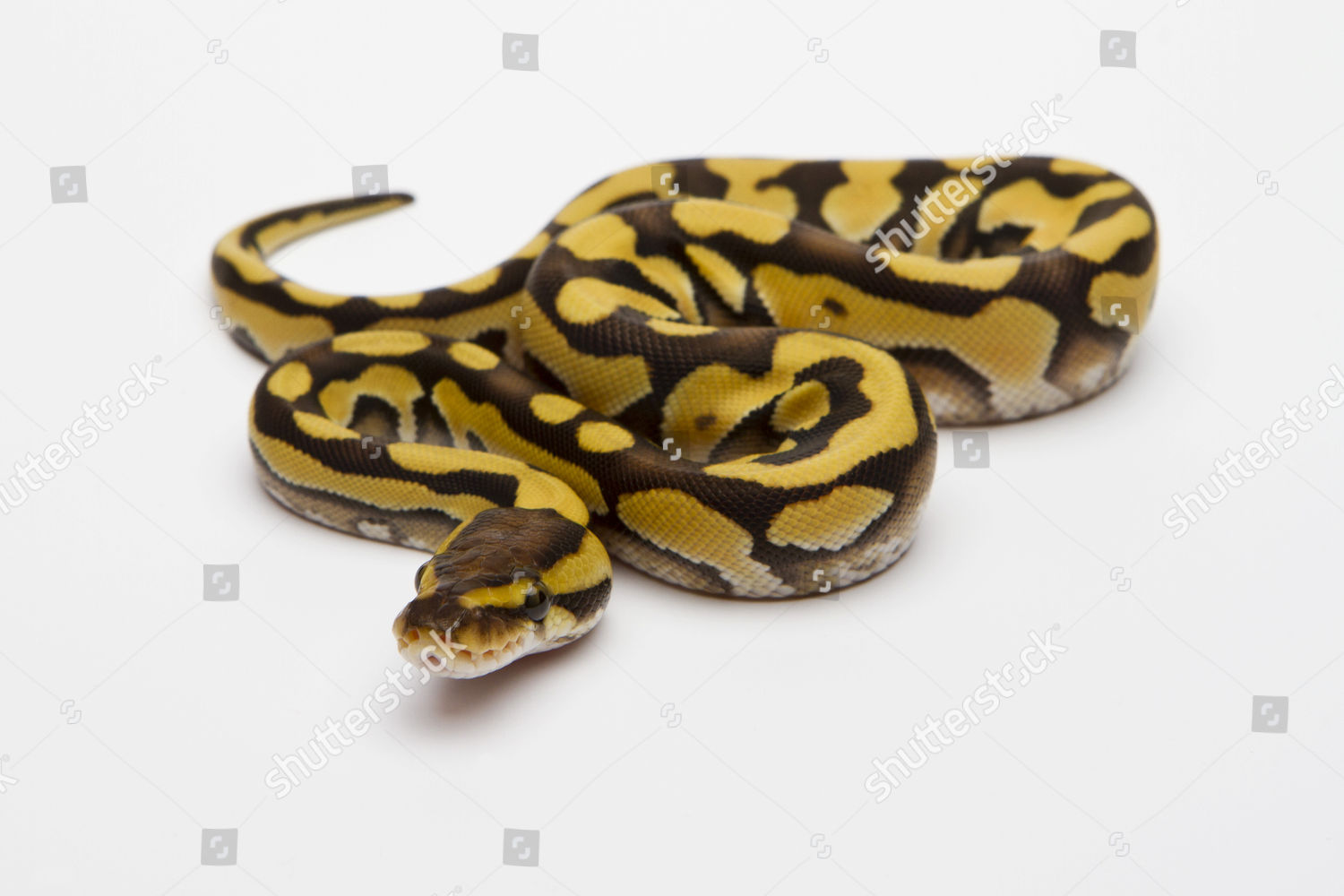 Tiger Phantom Ball Python Royal Python Editorial Stock Photo - Stock ...