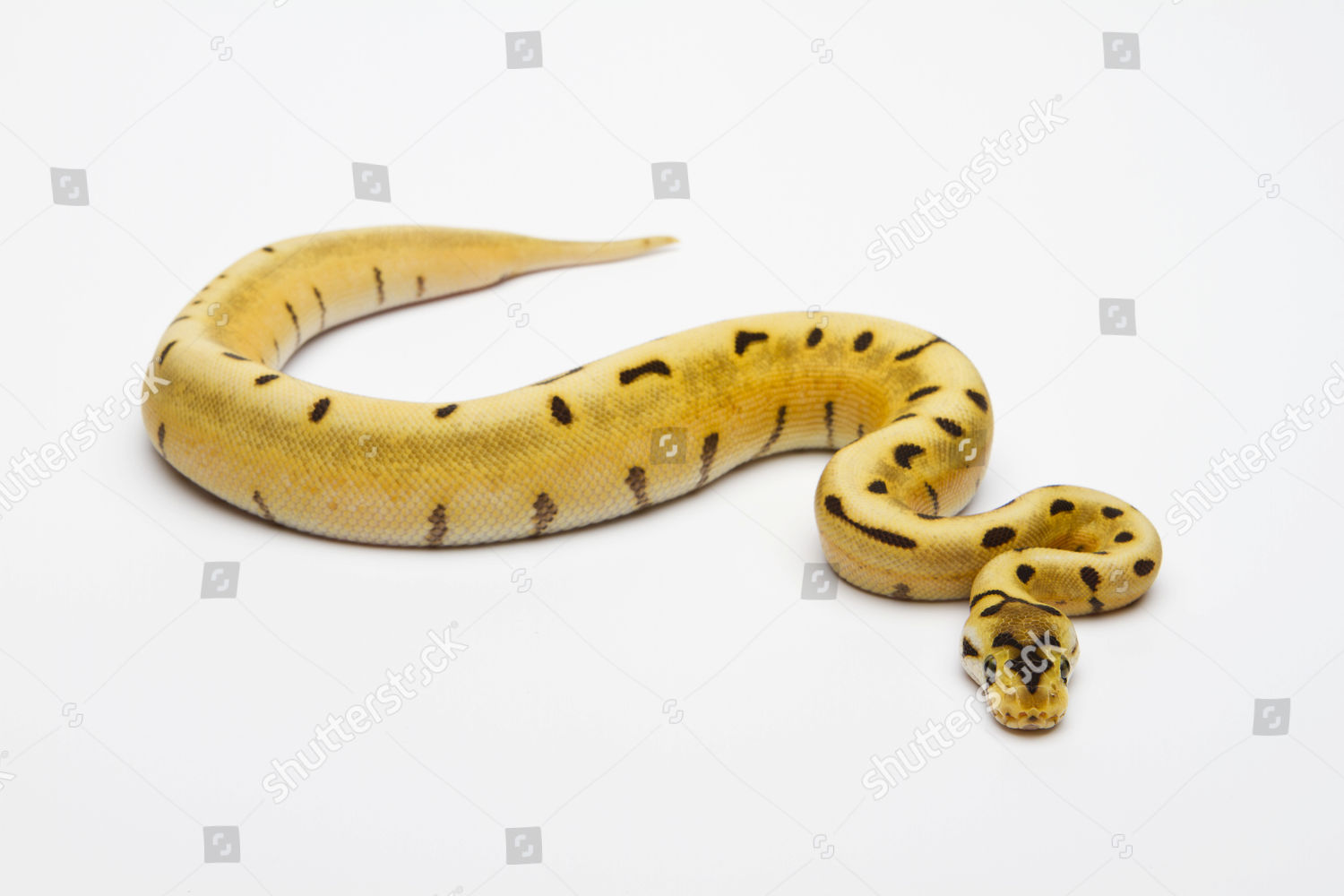 Tiger Spider Ball Python Royal Python Editorial Stock Photo - Stock ...
