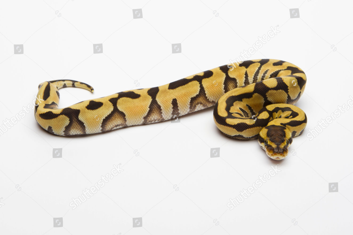 Tiger Ball Python Royal Python Python Editorial Stock Photo - Stock ...