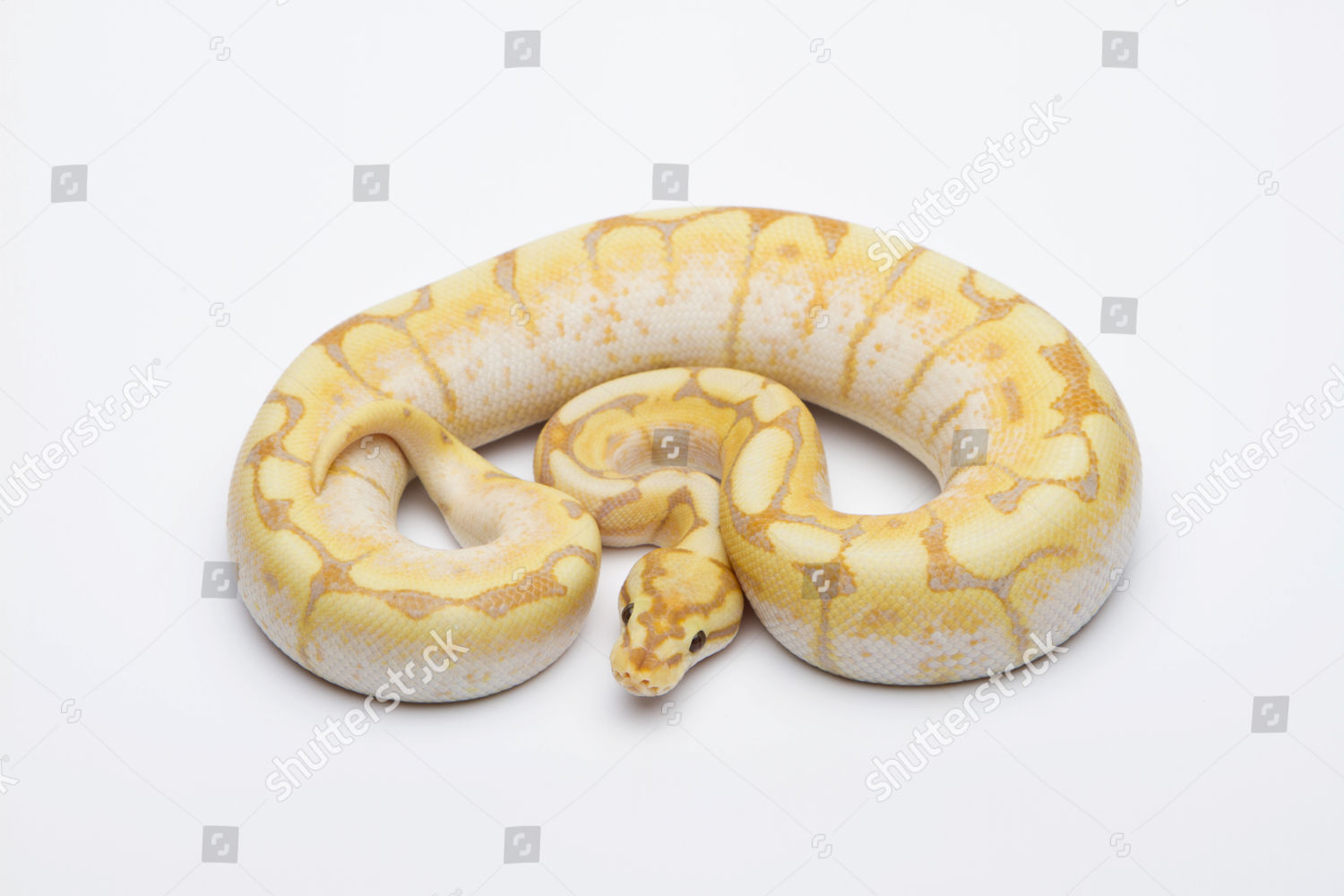 Spider Cg Ball Python Royal Python Editorial Stock Photo - Stock Image ...