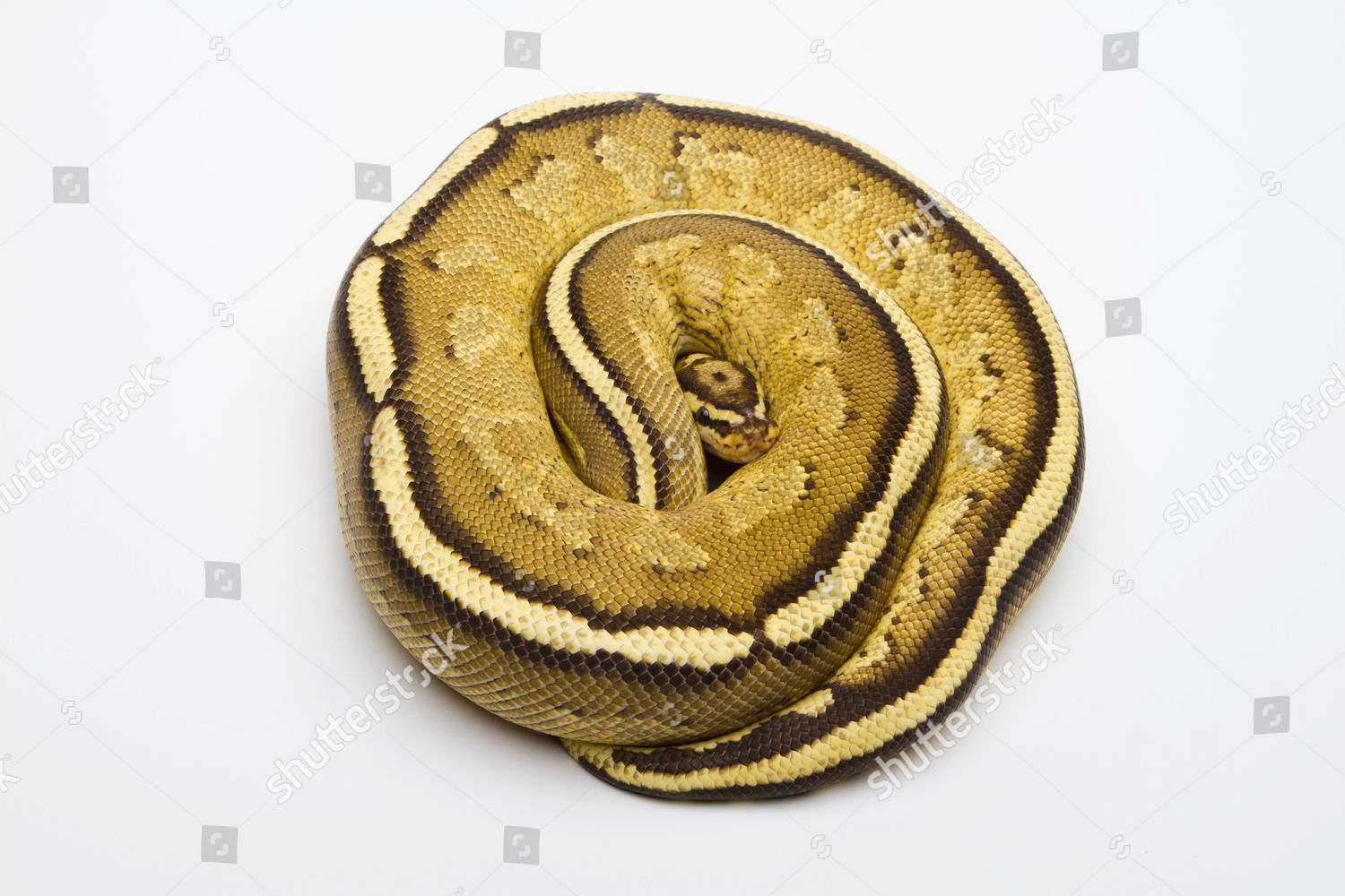 Superstripe Ball Python Royal Python Python Editorial Stock Photo ...