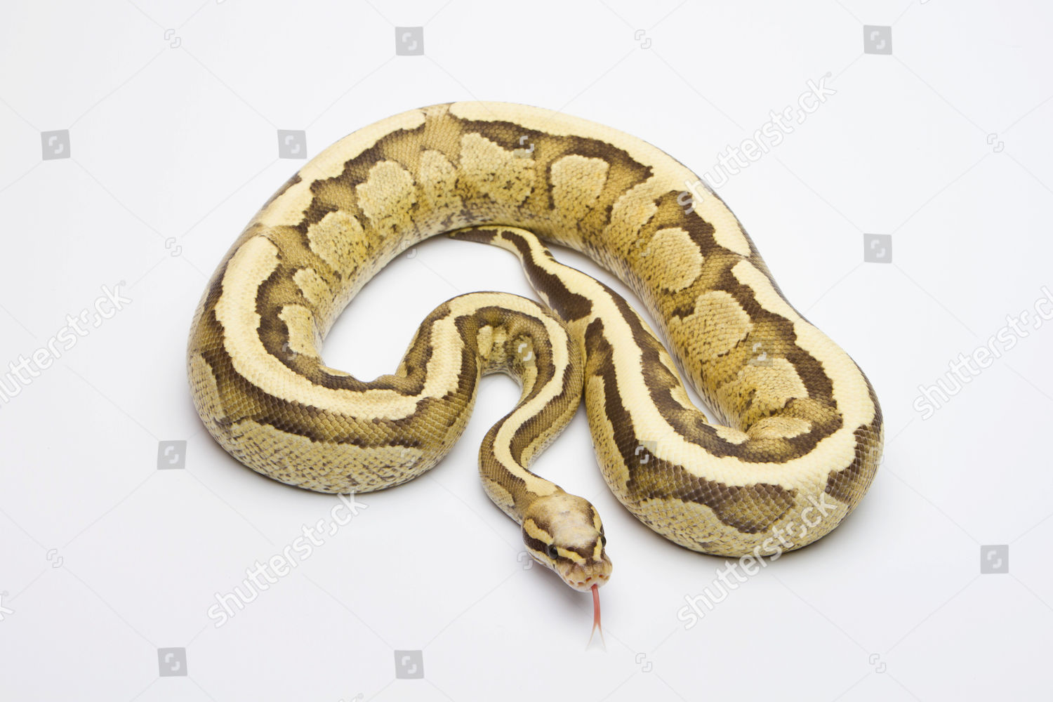 Vanilla Cream Ball Python Royal Python Editorial Stock Photo - Stock ...