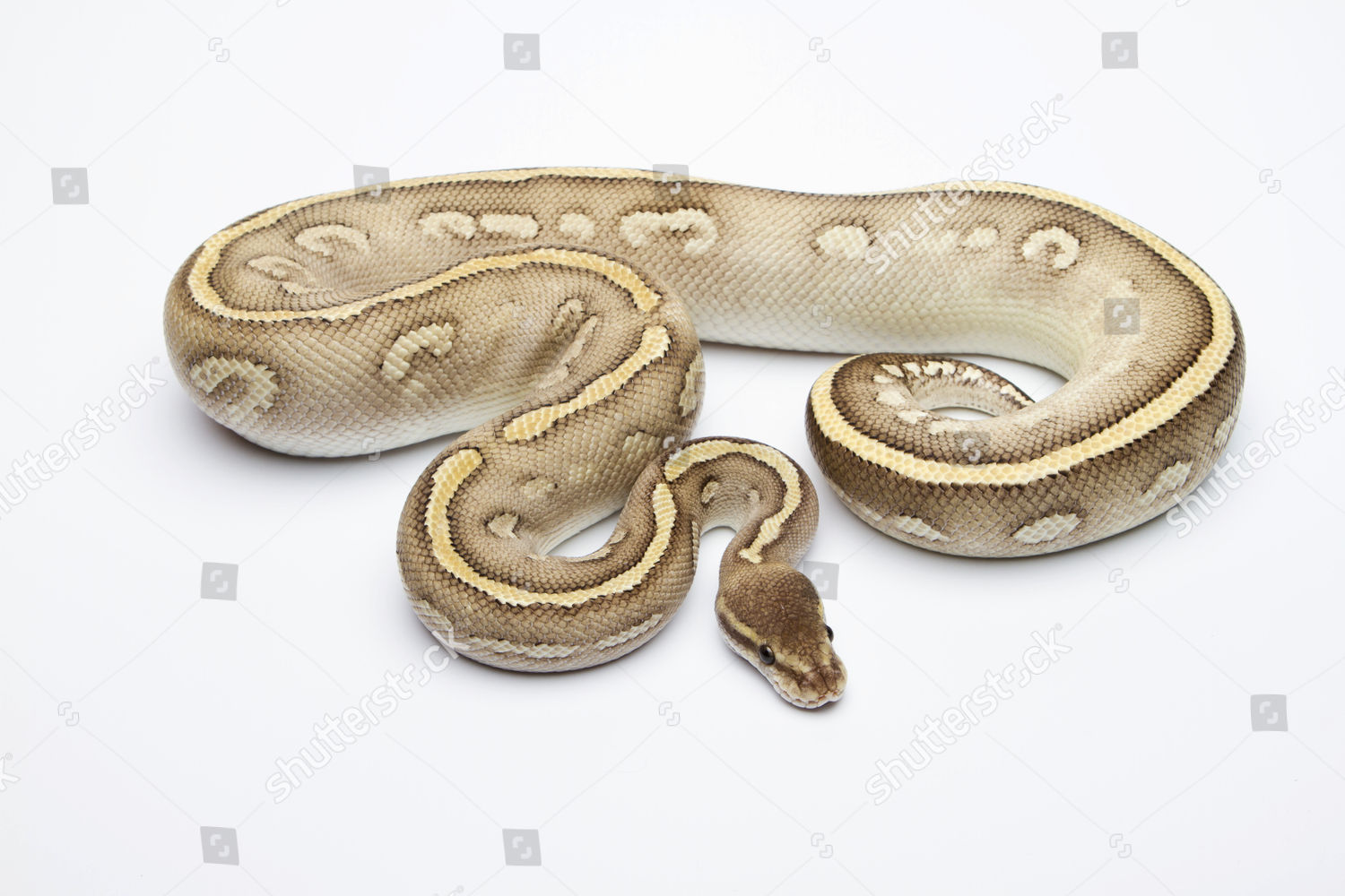 Super Phantom Ball Python Royal Python Editorial Stock Photo - Stock ...