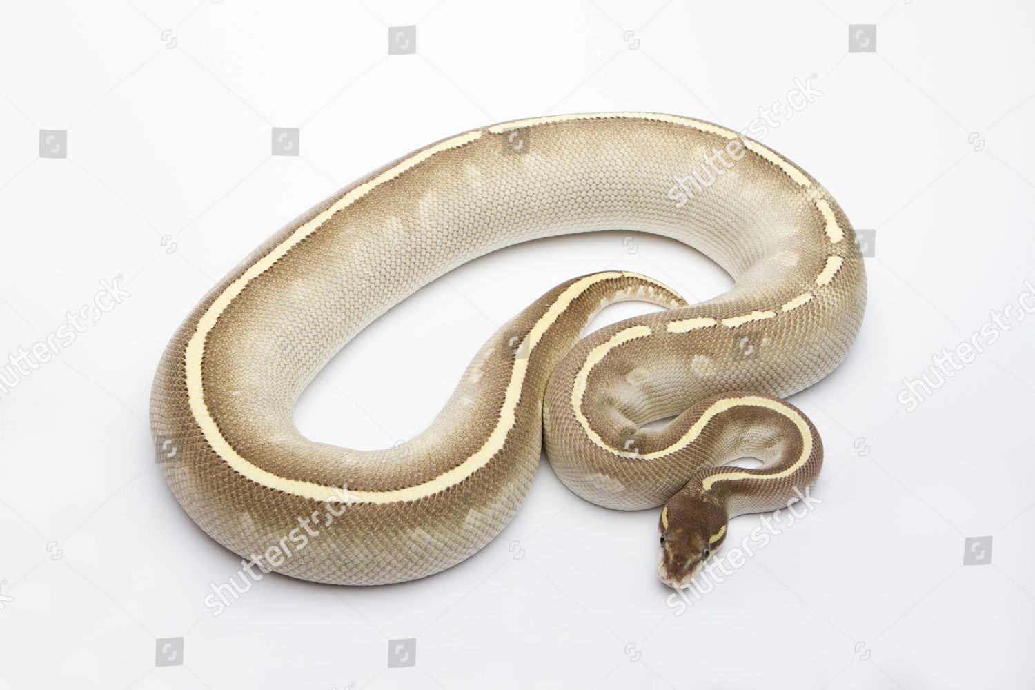 Phantom Mojave Het Ghost Ball Python Editorial Stock Photo - Stock ...
