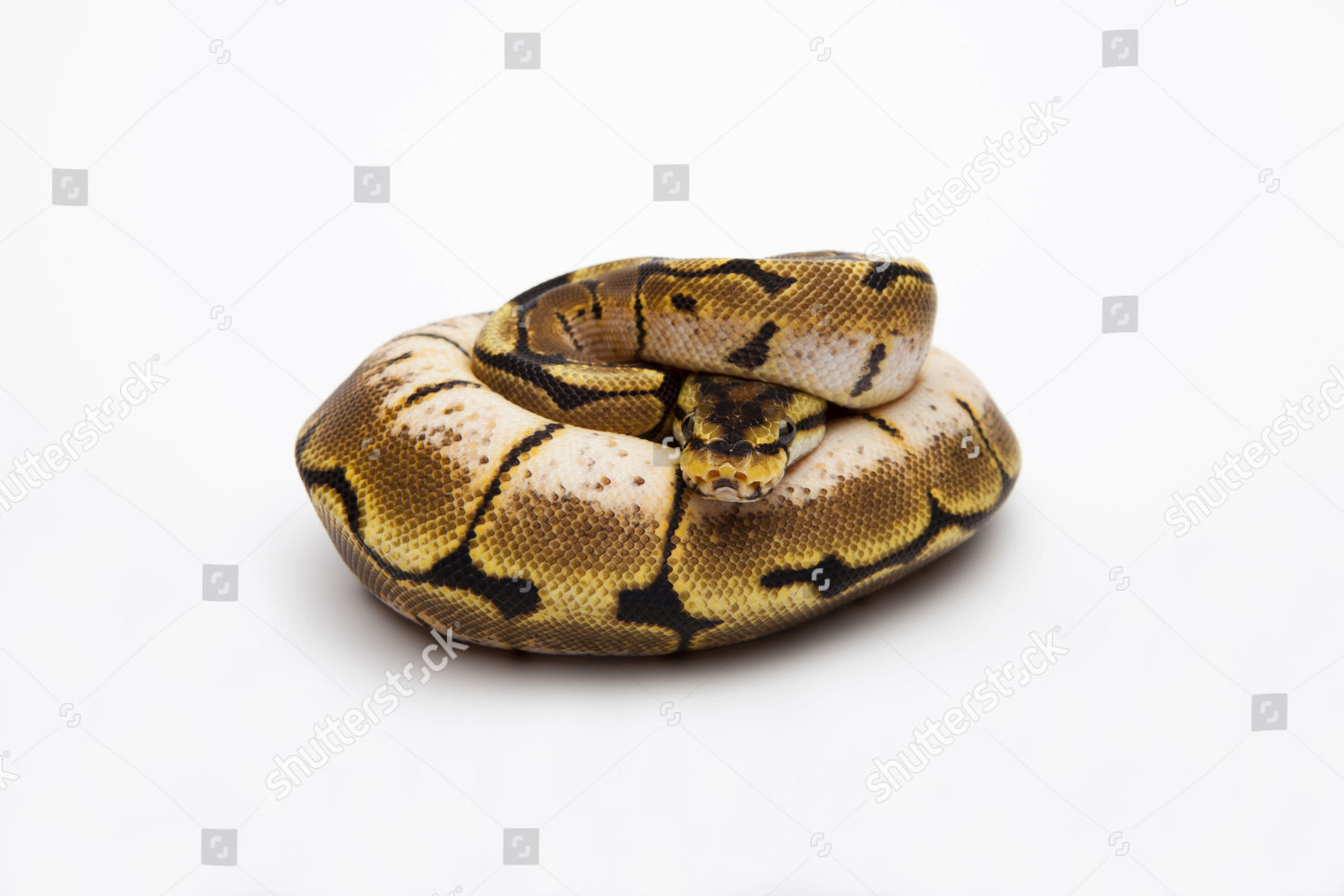 Spider Ball Python Royal Python Python Editorial Stock Photo - Stock Image | Shutterstock