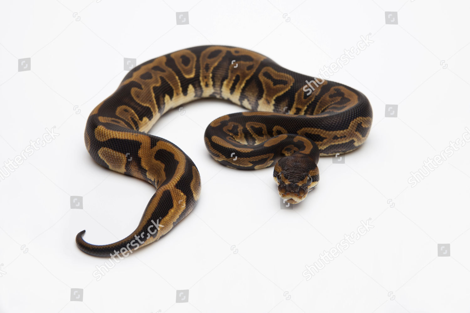 Leopard Ball Python Royal Python Python Editorial Stock Photo - Stock ...