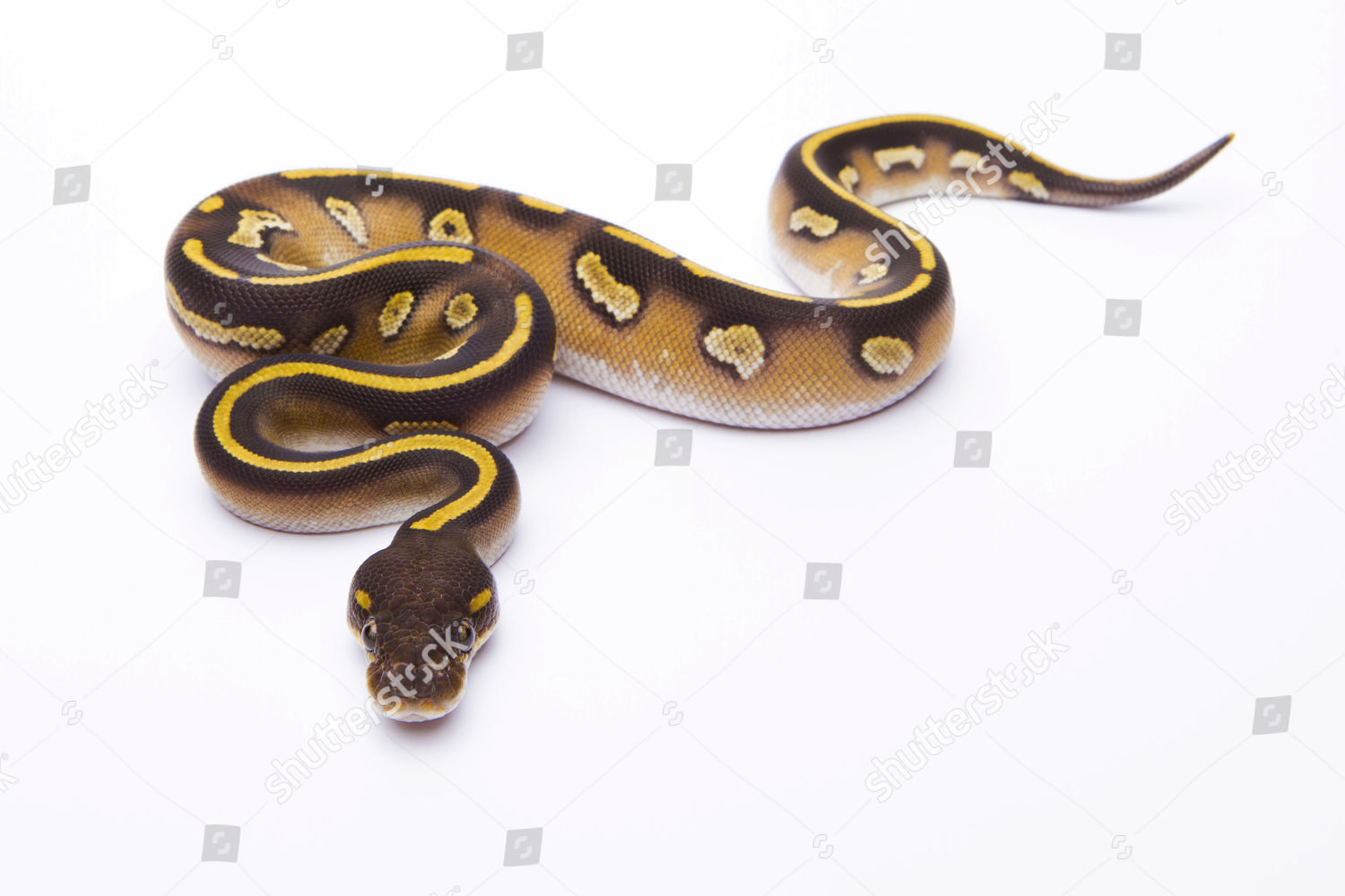 Royal Python Python Regius Mojave Black Editorial Stock Photo - Stock Image | Shutterstock