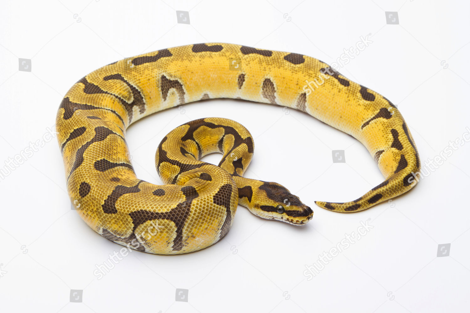 Royal Python Python Regius Super Enchi Editorial Stock Photo - Stock ...