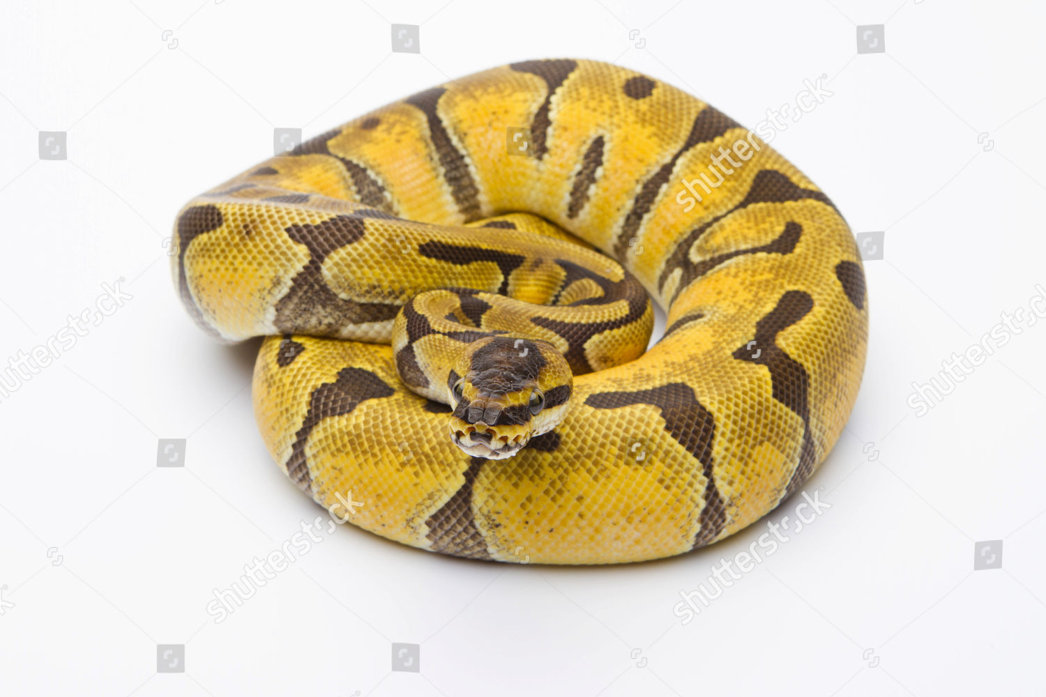 Royal Python Python Regius Super Enchi Editorial Stock Photo - Stock ...