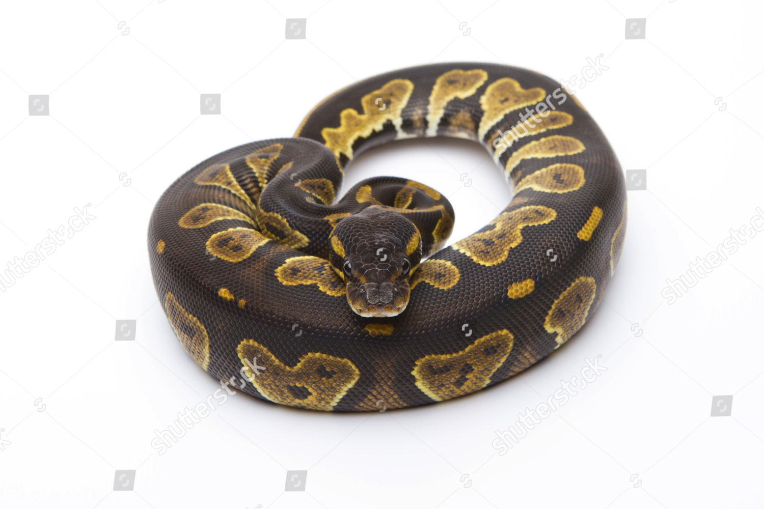 Royal Python Python Regius Black Head Editorial Stock Photo - Stock ...