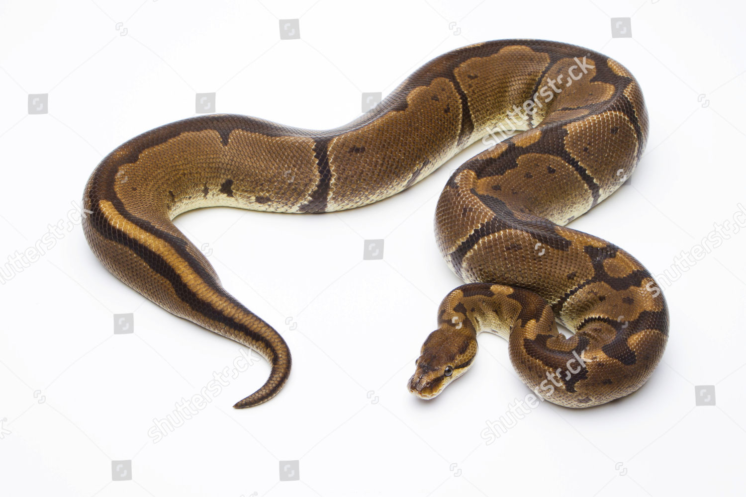 Royal Python Python Regius Super Venom Editorial Stock Photo - Stock ...