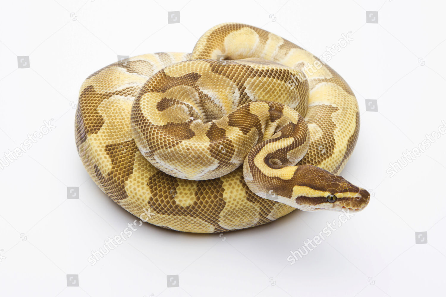 Royal Python Python Regius Butter Enchi Editorial Stock Photo - Stock ...